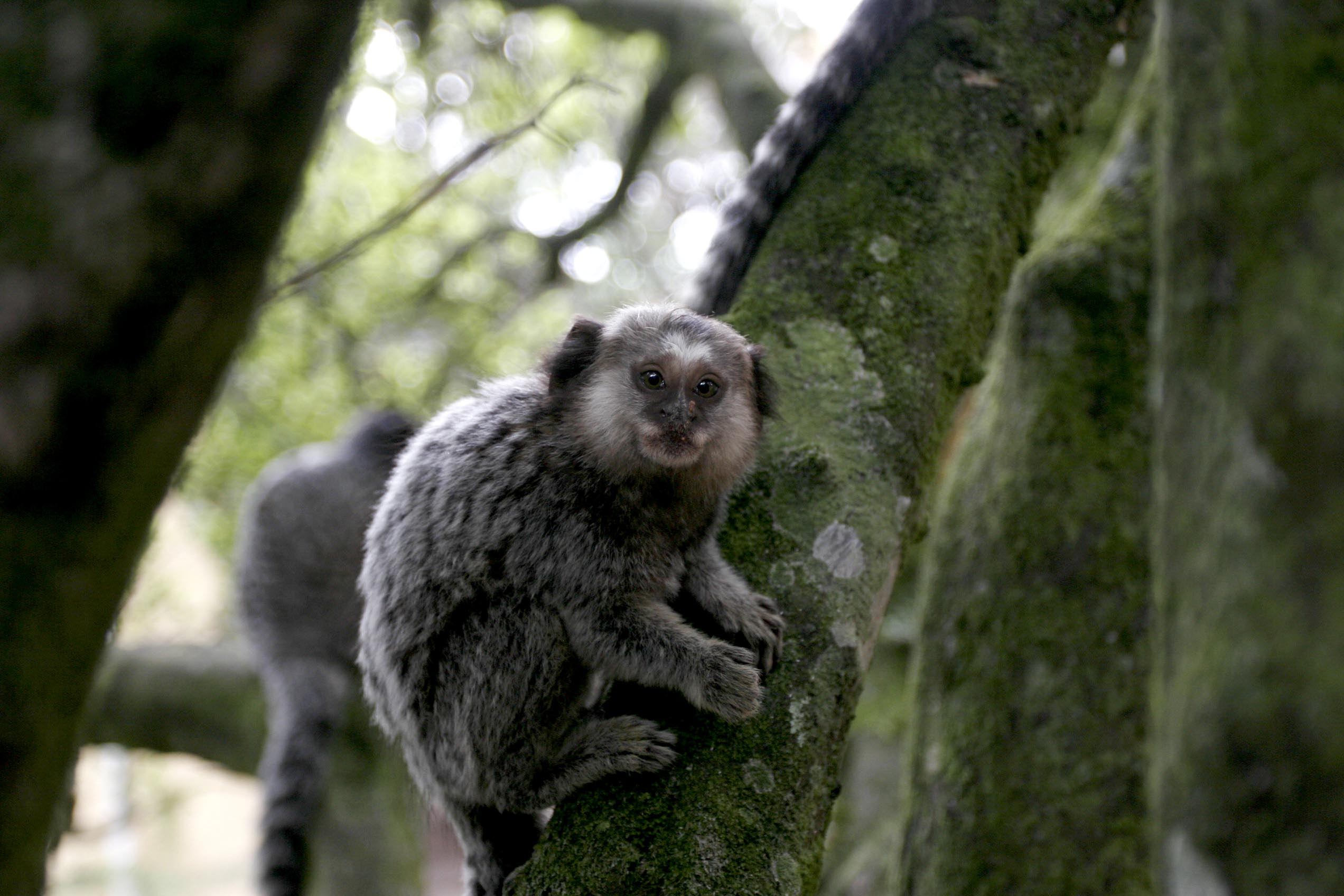 Fauna e flora dos parques são atrações para os visitantes - Prefeitura ...
