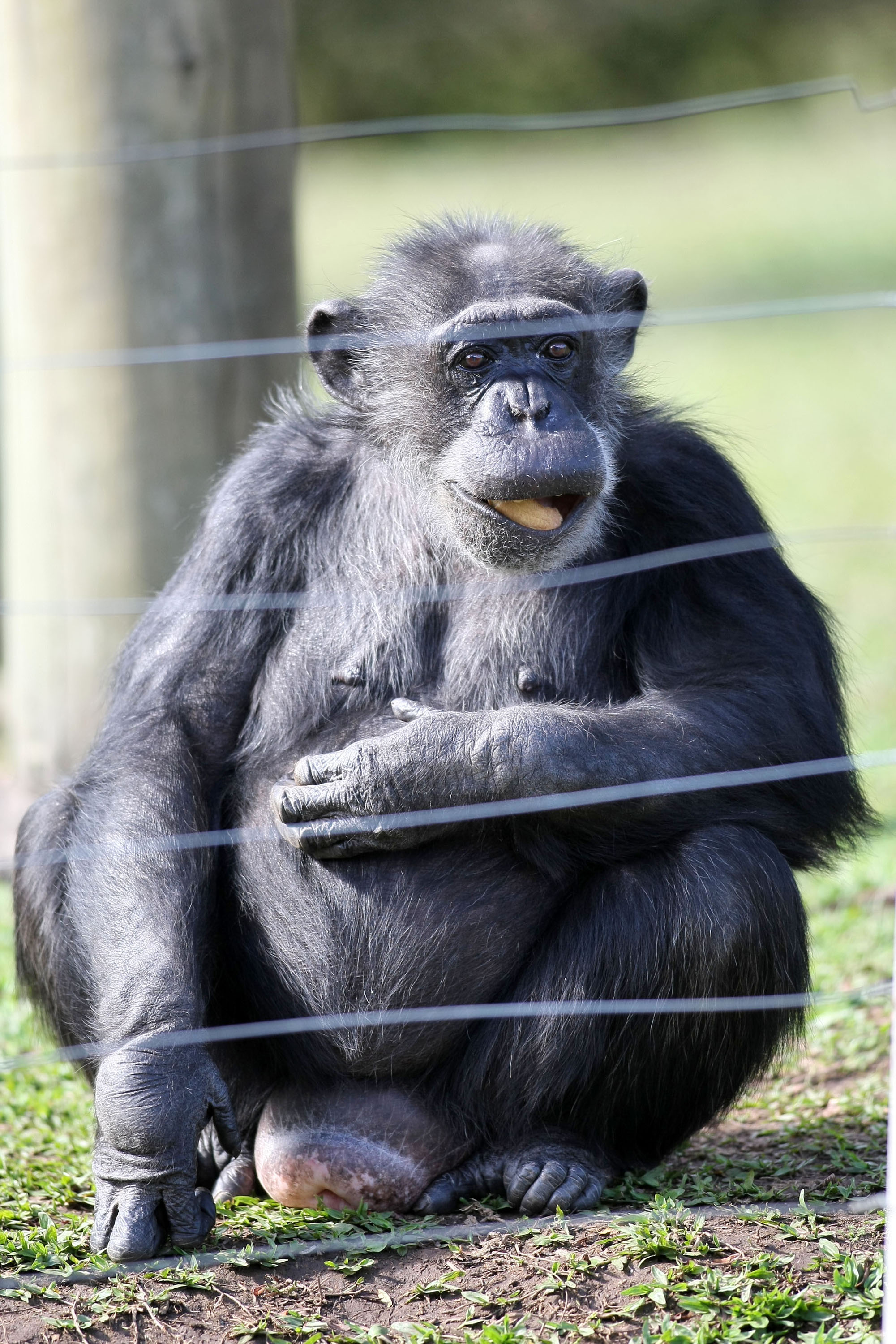 Morre animal mais antigo do Zoo de Curitiba - Prefeitura de Curitiba