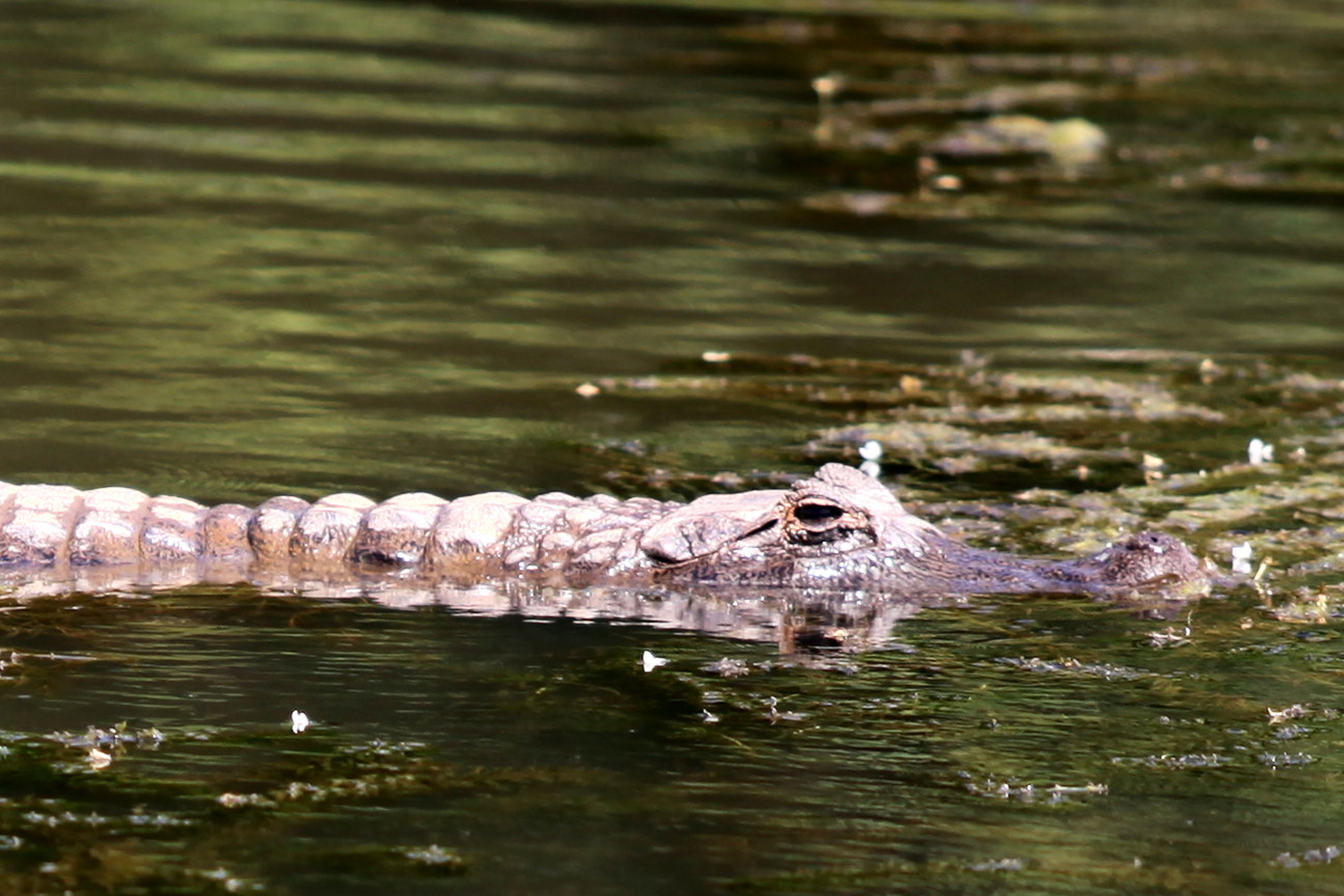Jacaré do Barigui é capturado e levado ao Zoo - Prefeitura de Curitiba