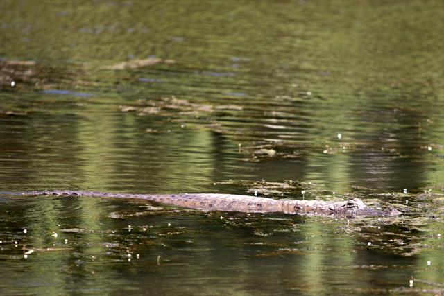 Jacaré do Barigui é capturado e levado ao Zoo - Prefeitura de Curitiba