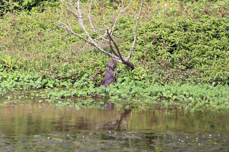 Jacaré morador do Parque Barigui é monitorado por técnicos do Meio ...
