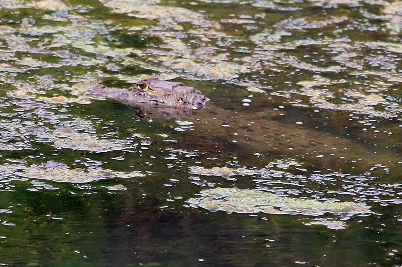 Jacaré morador do Parque Barigui é monitorado por técnicos do Meio ...