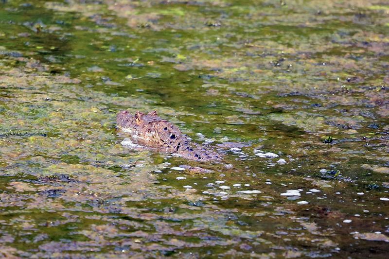 Jacaré morador do Parque Barigui é monitorado por técnicos do Meio ...