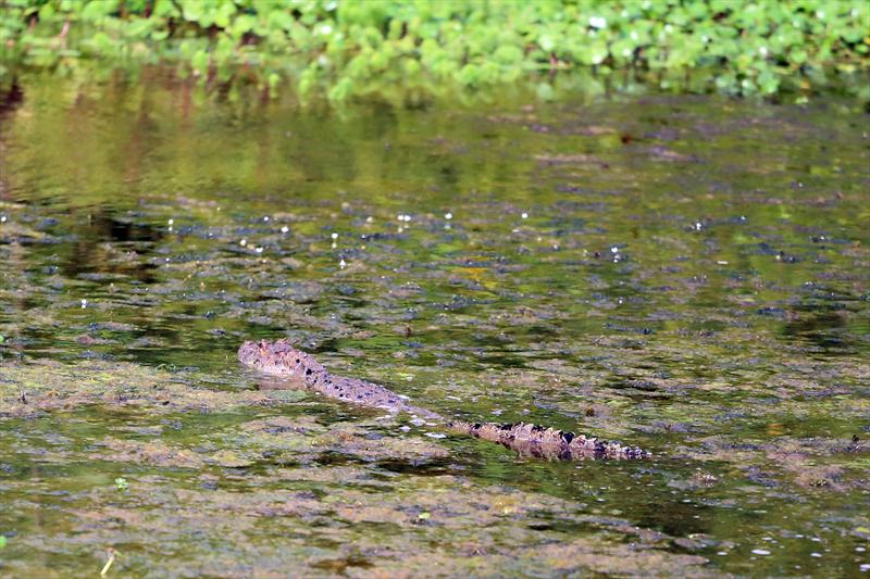 Jacaré morador do Parque Barigui é monitorado por técnicos do Meio ...