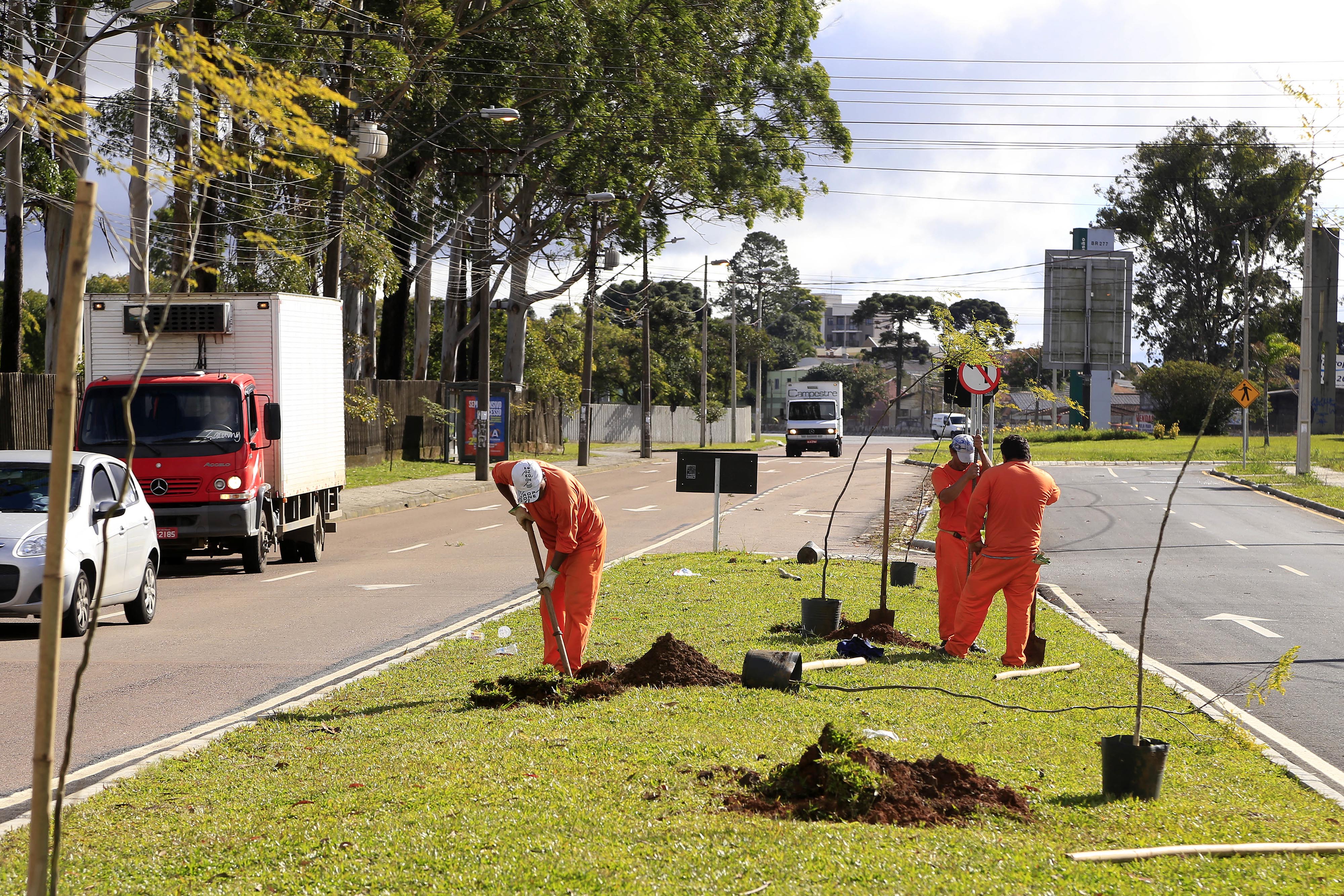 Conheça as árvores que compõem a paisagem de Curitiba - Prefeitura de ...