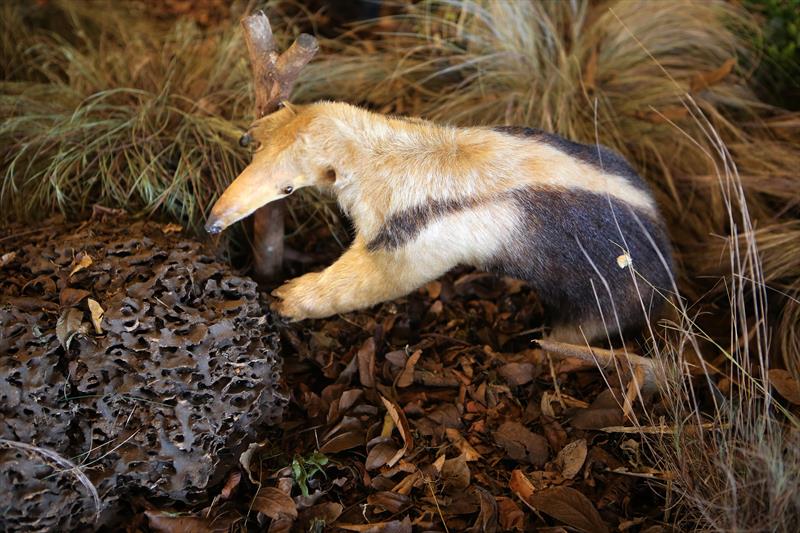 Blitz Animal tem brincadeiras sobre fauna e mostra sensação de um ...