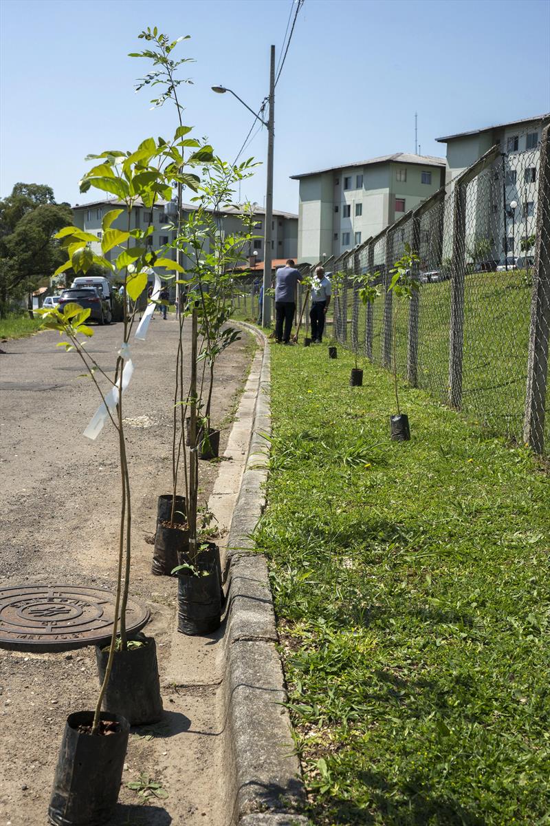 Moradores do Residencial Aroeiras se unem a militares no plantio de ...