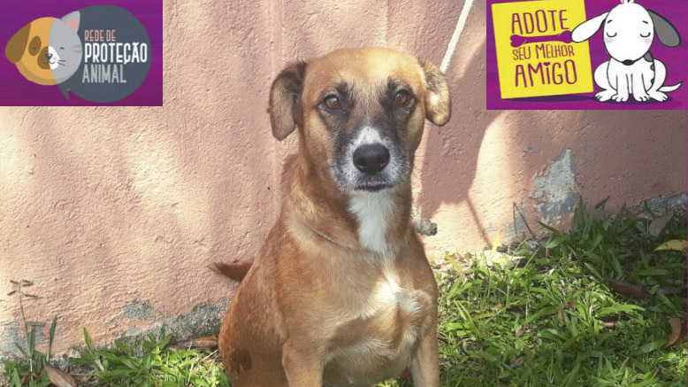 Curitiba celebra Semana da Proteção Animal. Agenda começa com live de ...