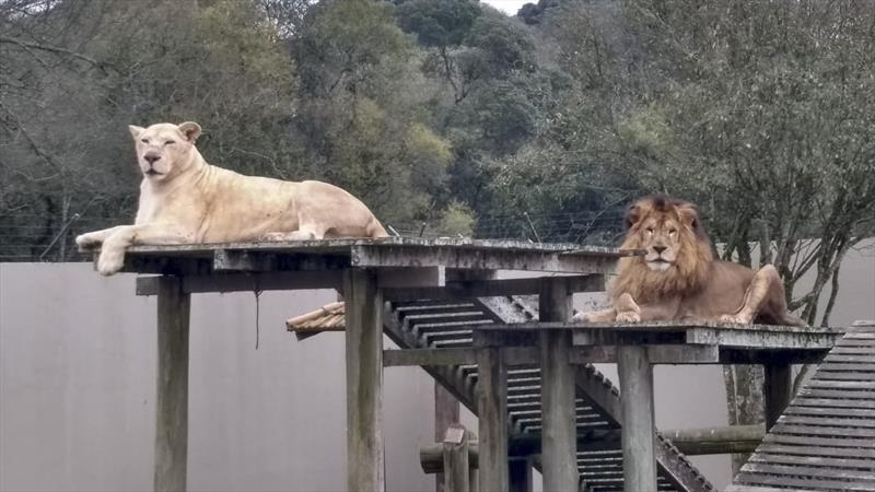 Zoológico reabre para visitações a pé, mas com agendamento - Prefeitura ...
