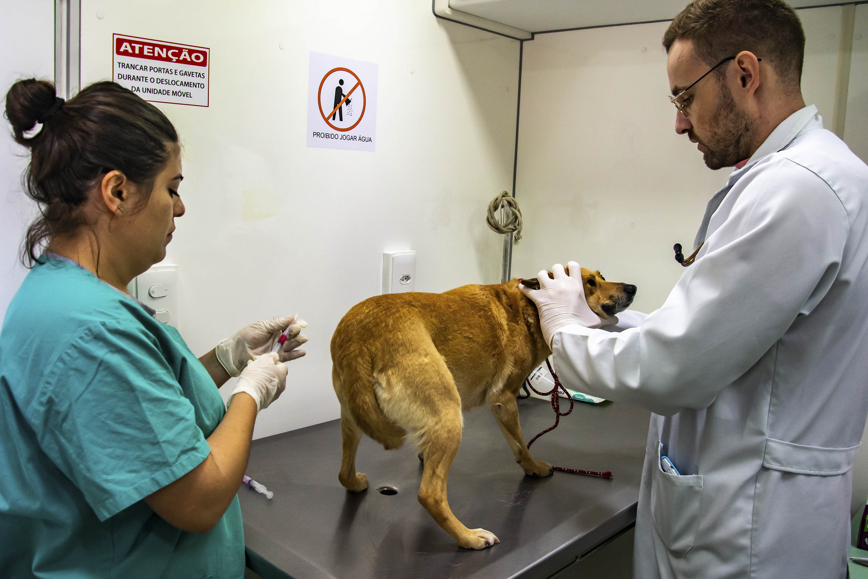 Rede de Proteção Animal abre agenda para castração de cães e gatos ...