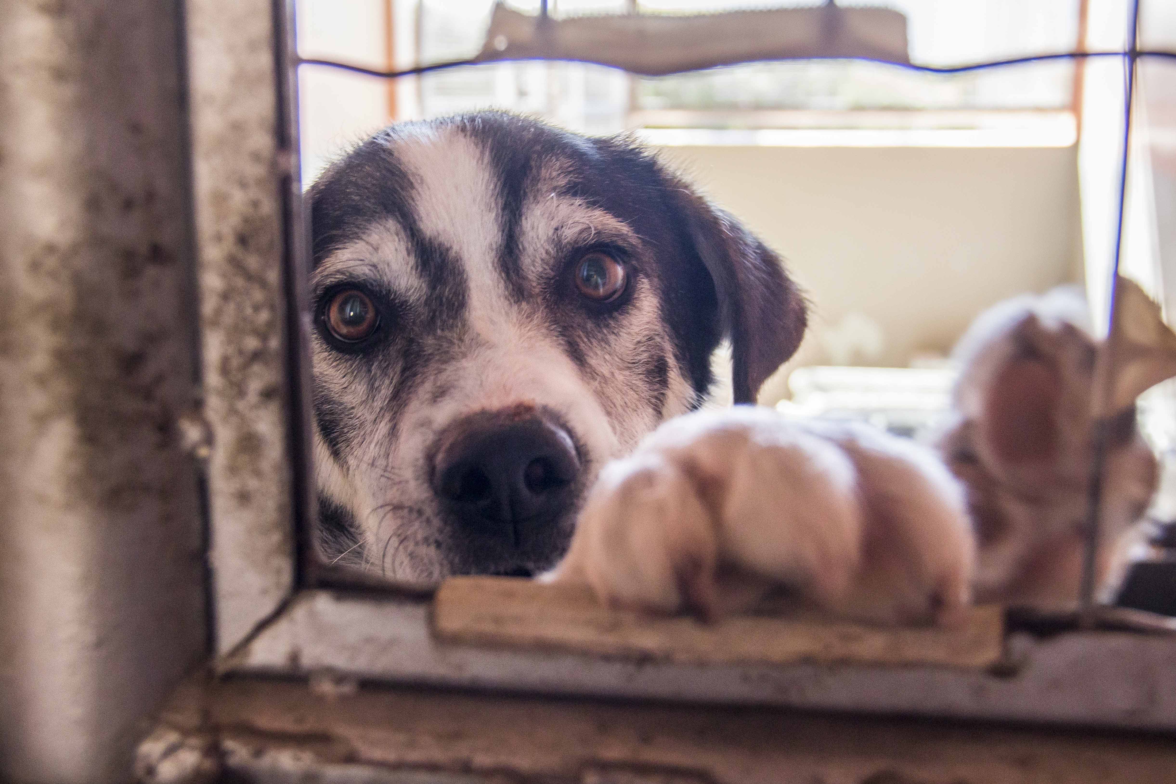 Vai viajar? A Rede de Proteção Animal de Curitiba tem dicas para manter ...