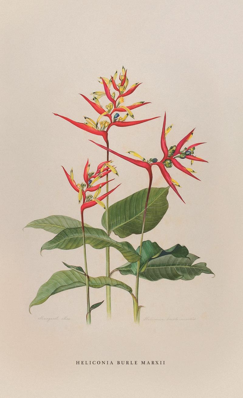 Jardim Botânico recebe exposição de ilustrações de Margaret Mee ...