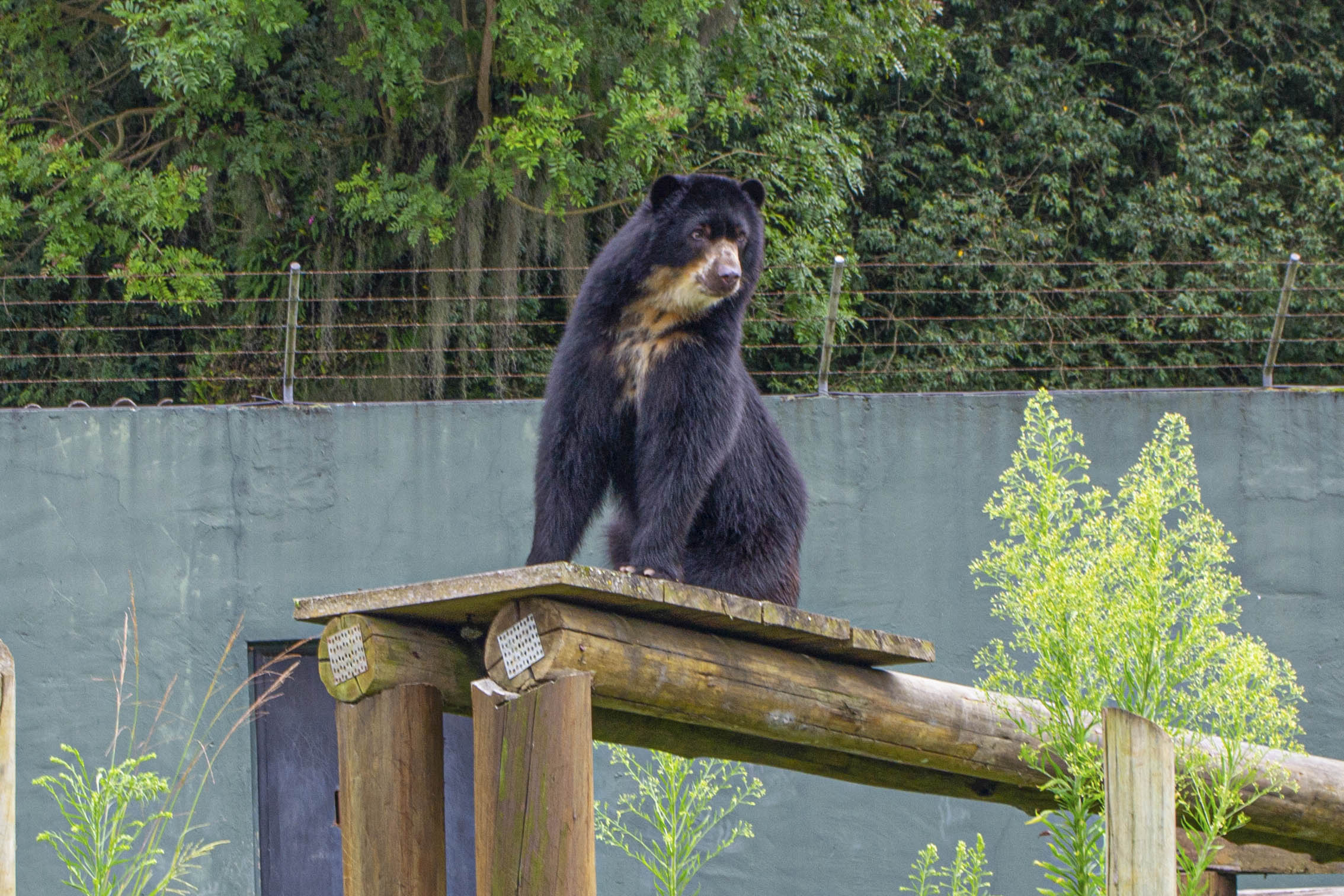 Urso-de-óculos e tamanduá-mirim: conheça os novos moradores do Zoo de ...