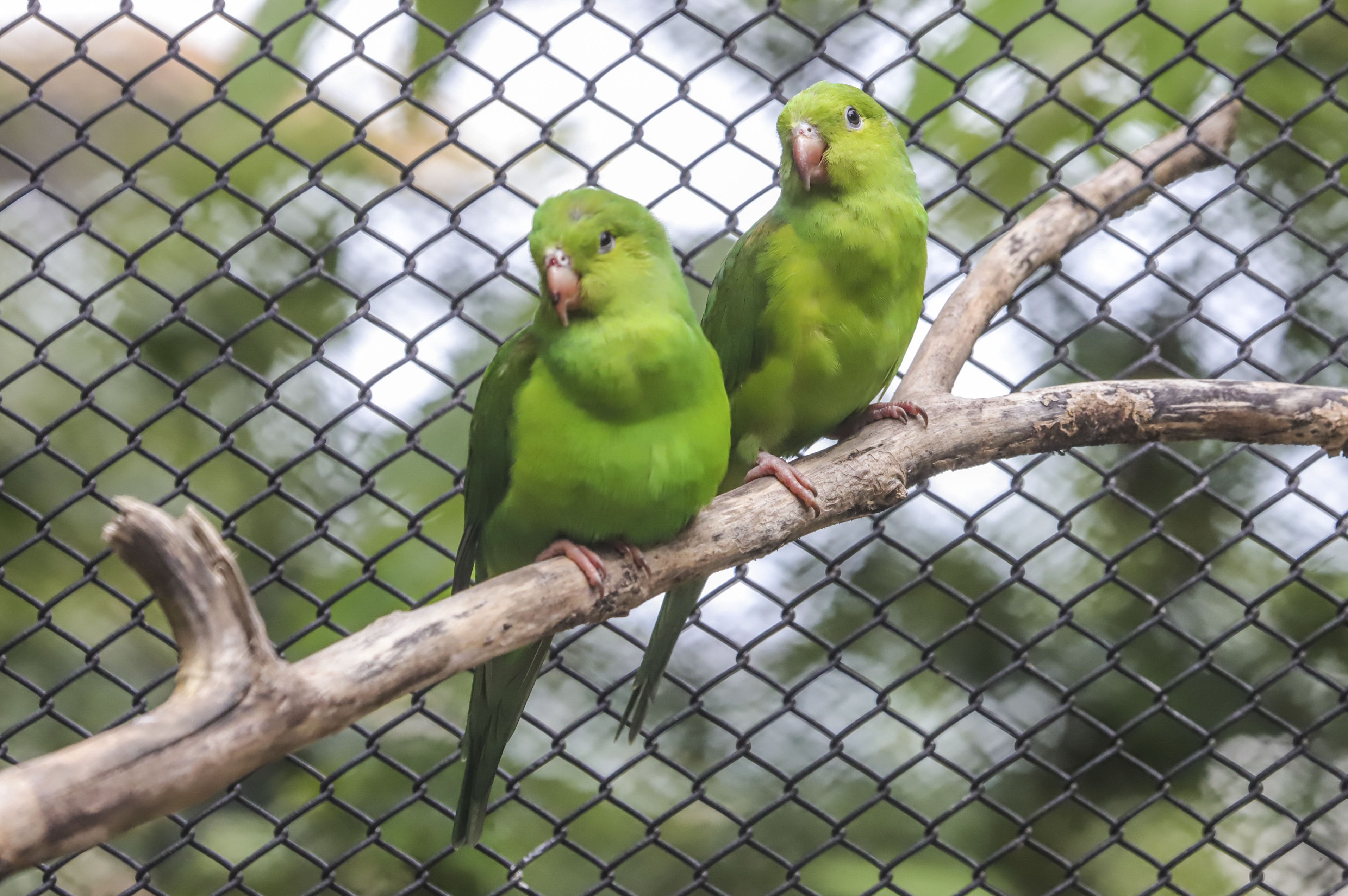 Centro que atende fauna silvestre em Curitiba faz quatro anos com 8 mil ...