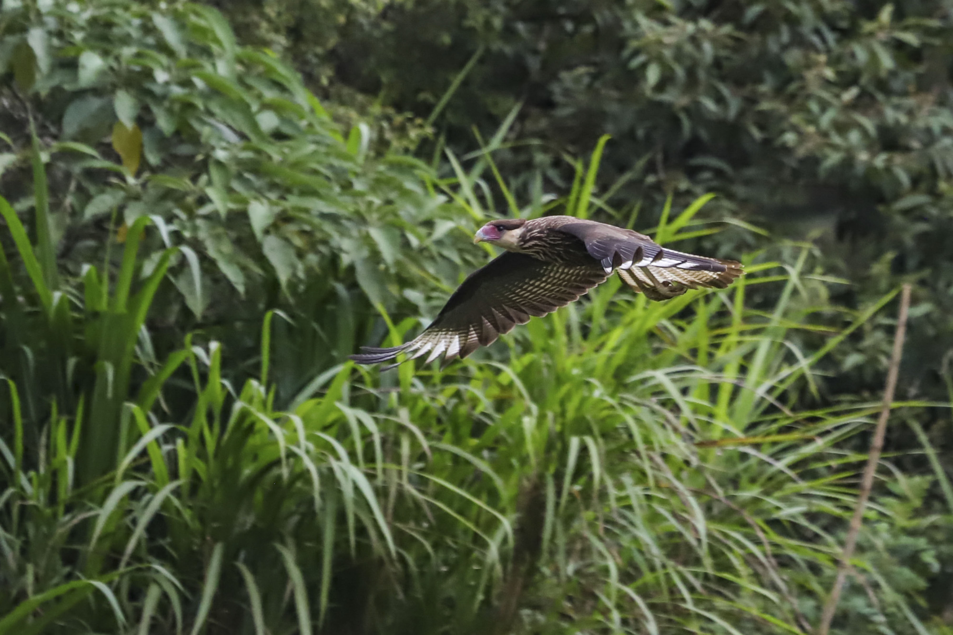 Centro que atende fauna silvestre em Curitiba faz quatro anos com 8 mil ...