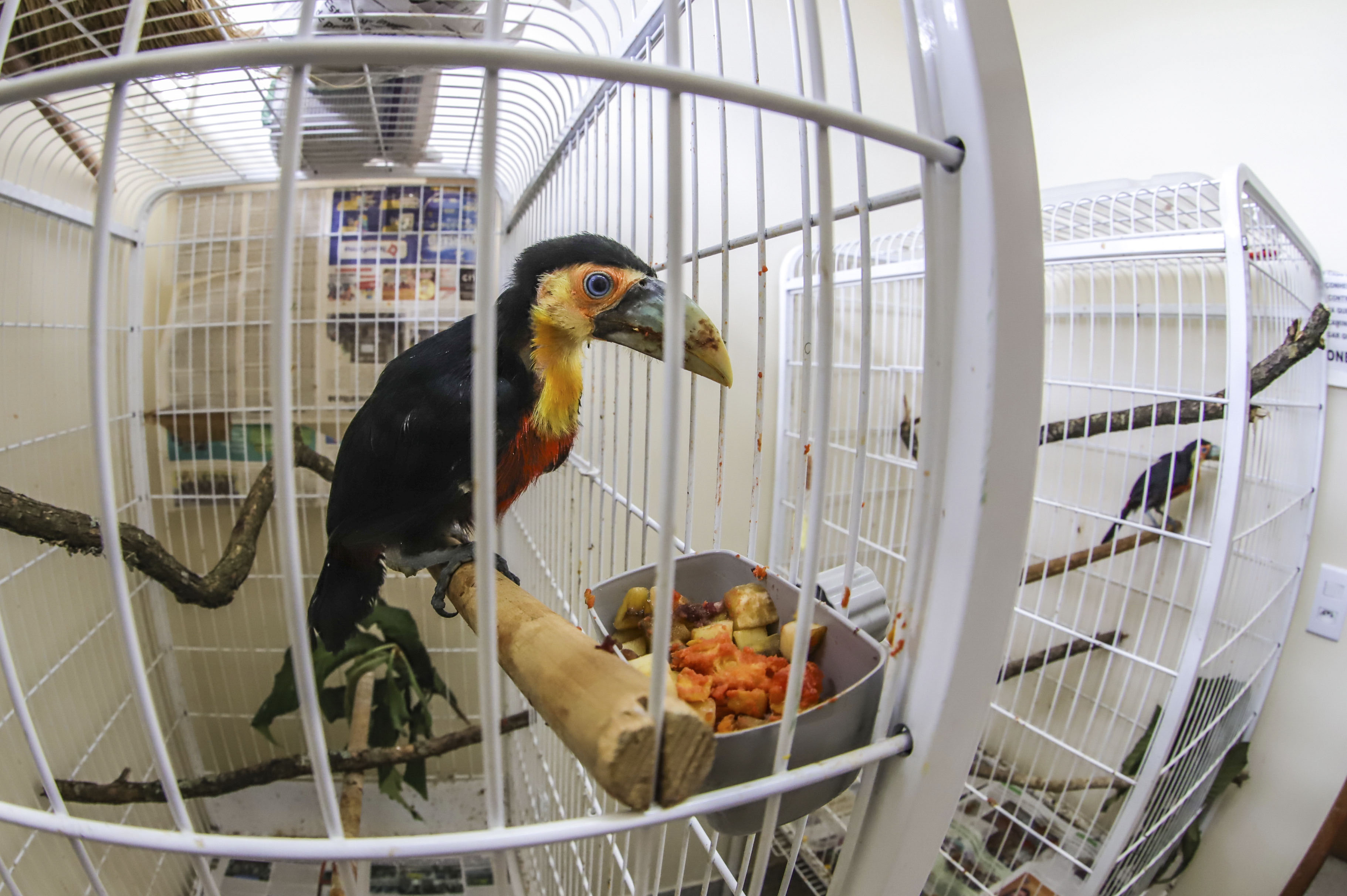 Centro que atende fauna silvestre em Curitiba faz quatro anos com 8 mil ...