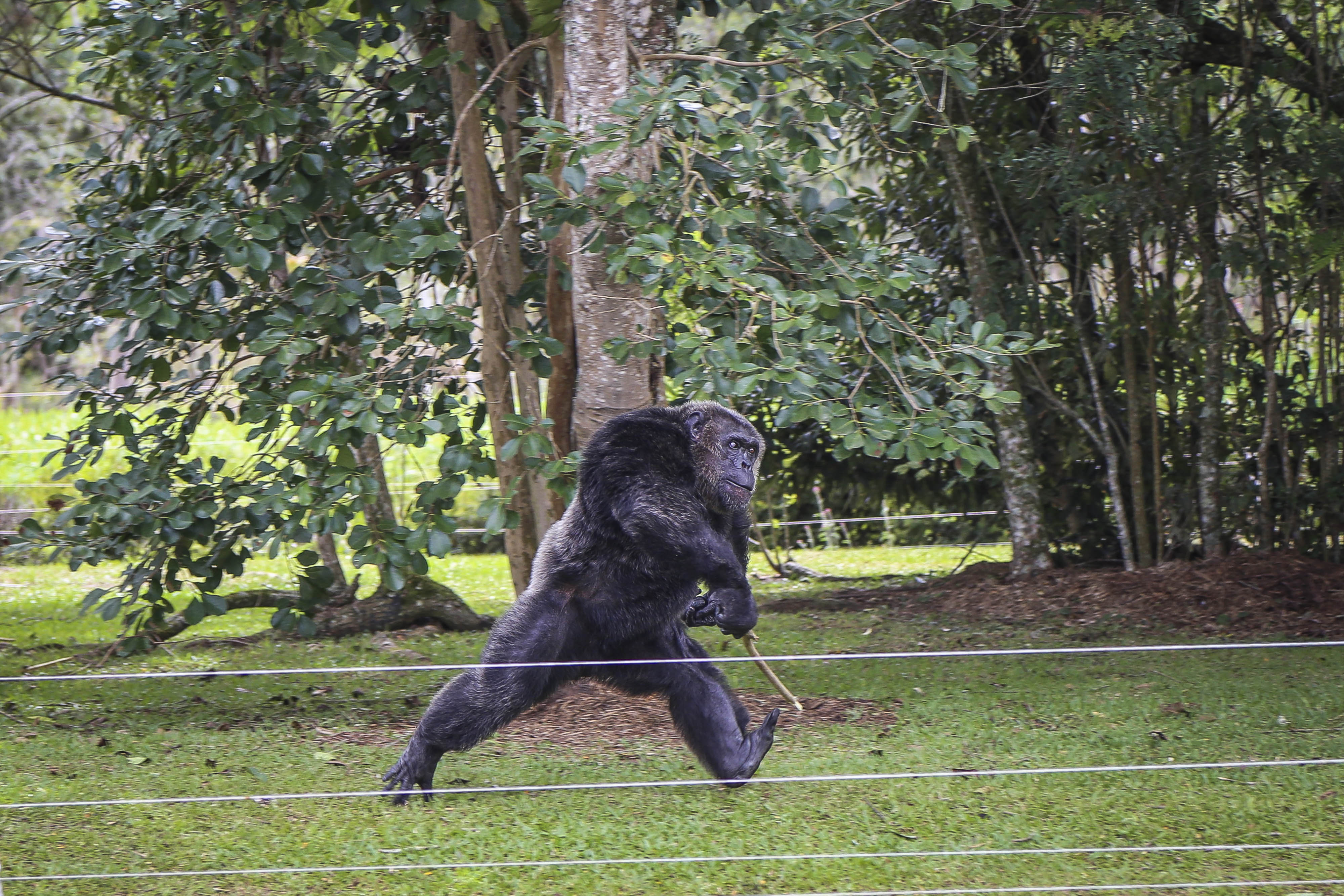 Presente para a cidade, Zoo de Curitiba faz 41 anos e homenageia o ...