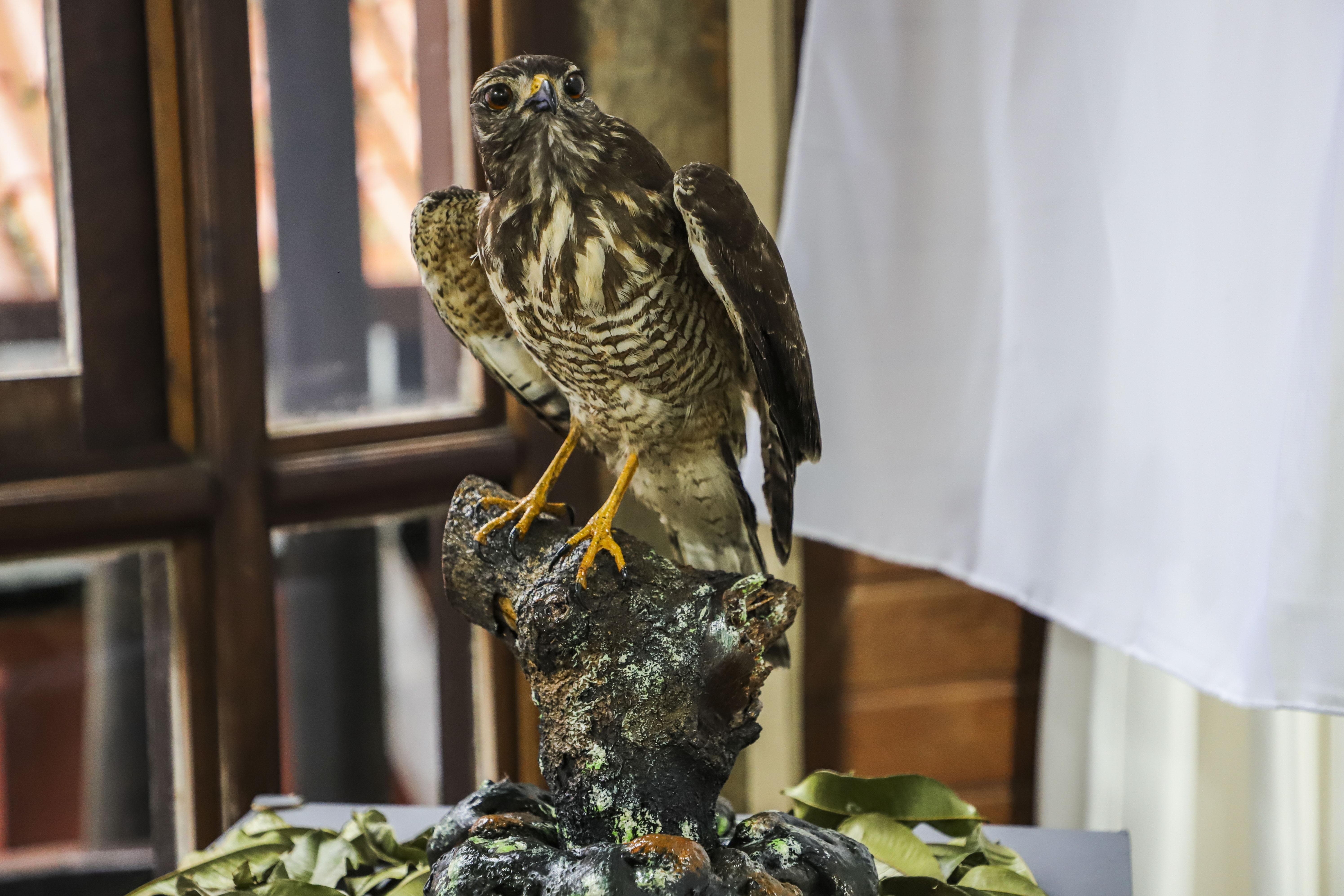 Exposição Fauna Curitibana é opção para conhecer mais sobre os animais ...