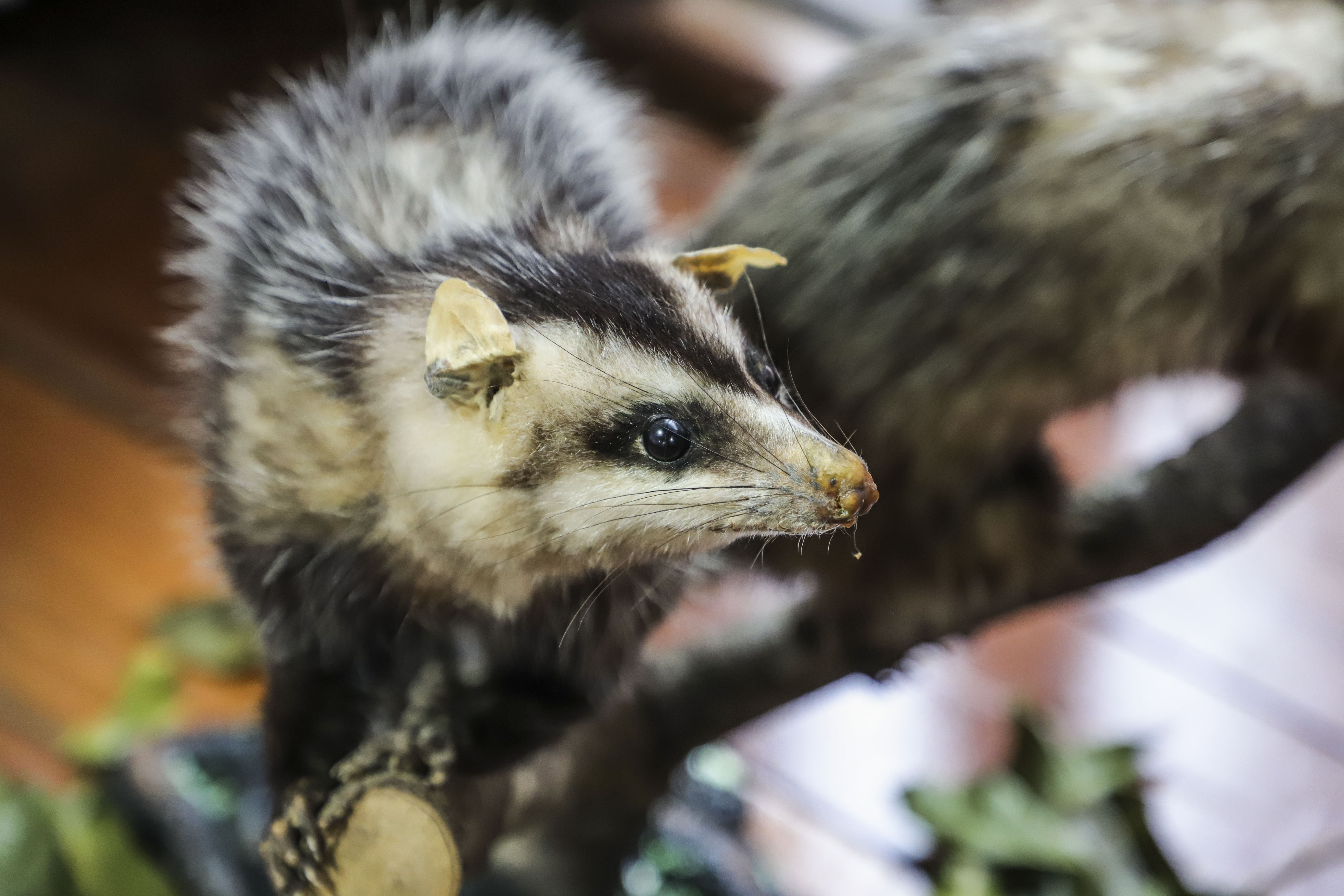 Exposição Fauna Curitibana é opção para conhecer mais sobre os animais ...