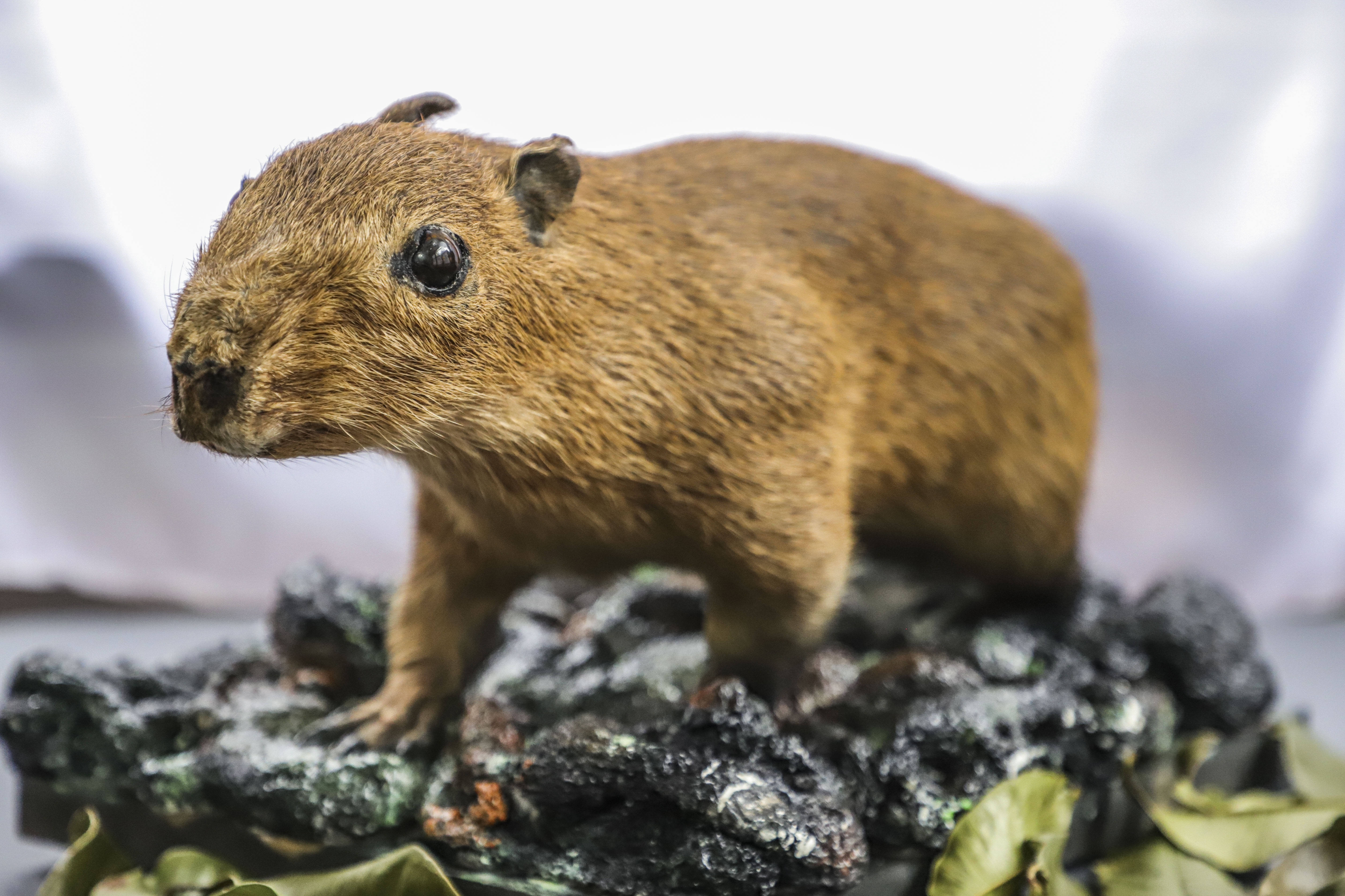 Exposição Fauna Curitibana é opção para conhecer mais sobre os animais ...