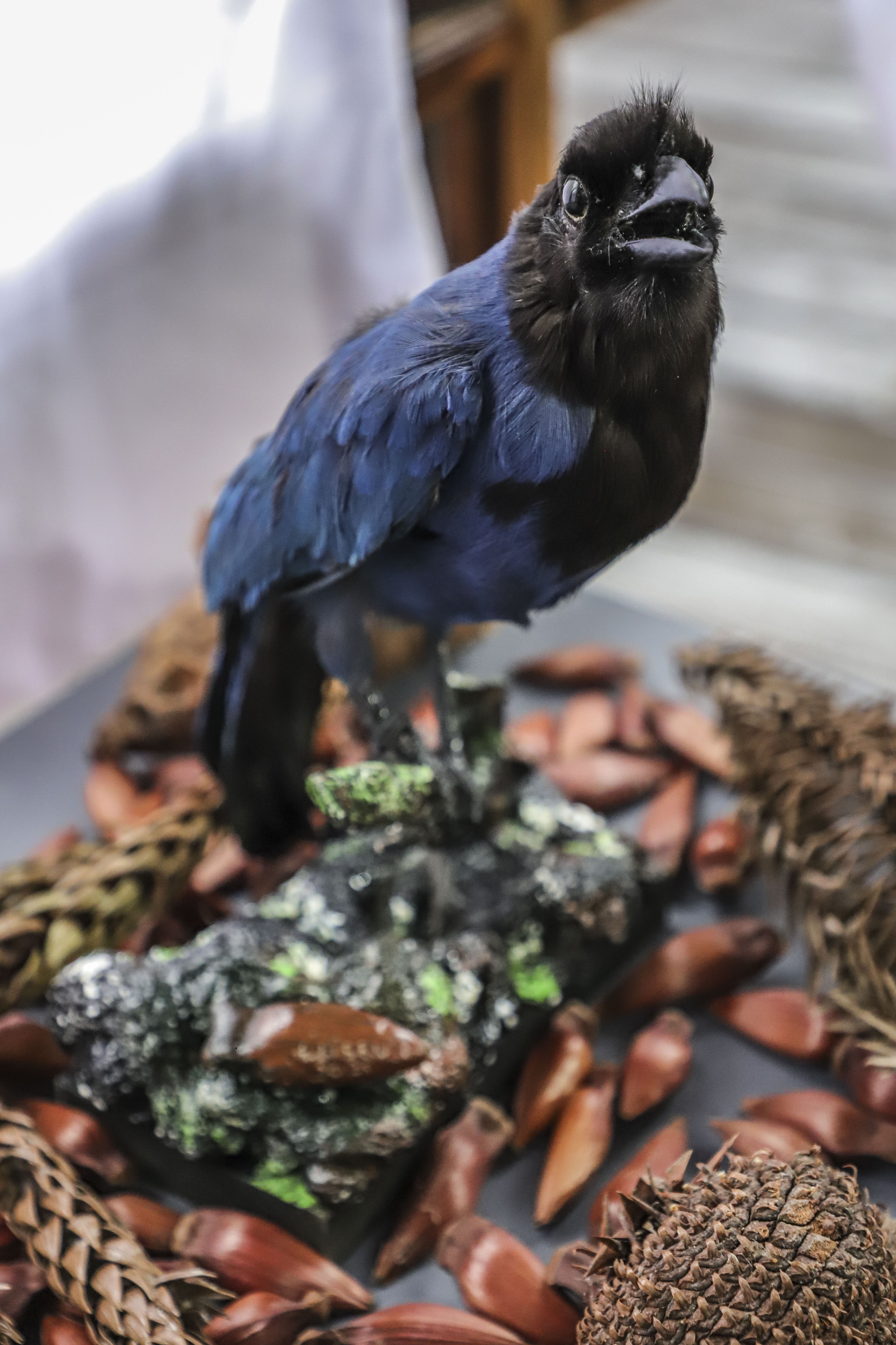 Exposição Fauna Curitibana é opção para conhecer mais sobre os animais ...