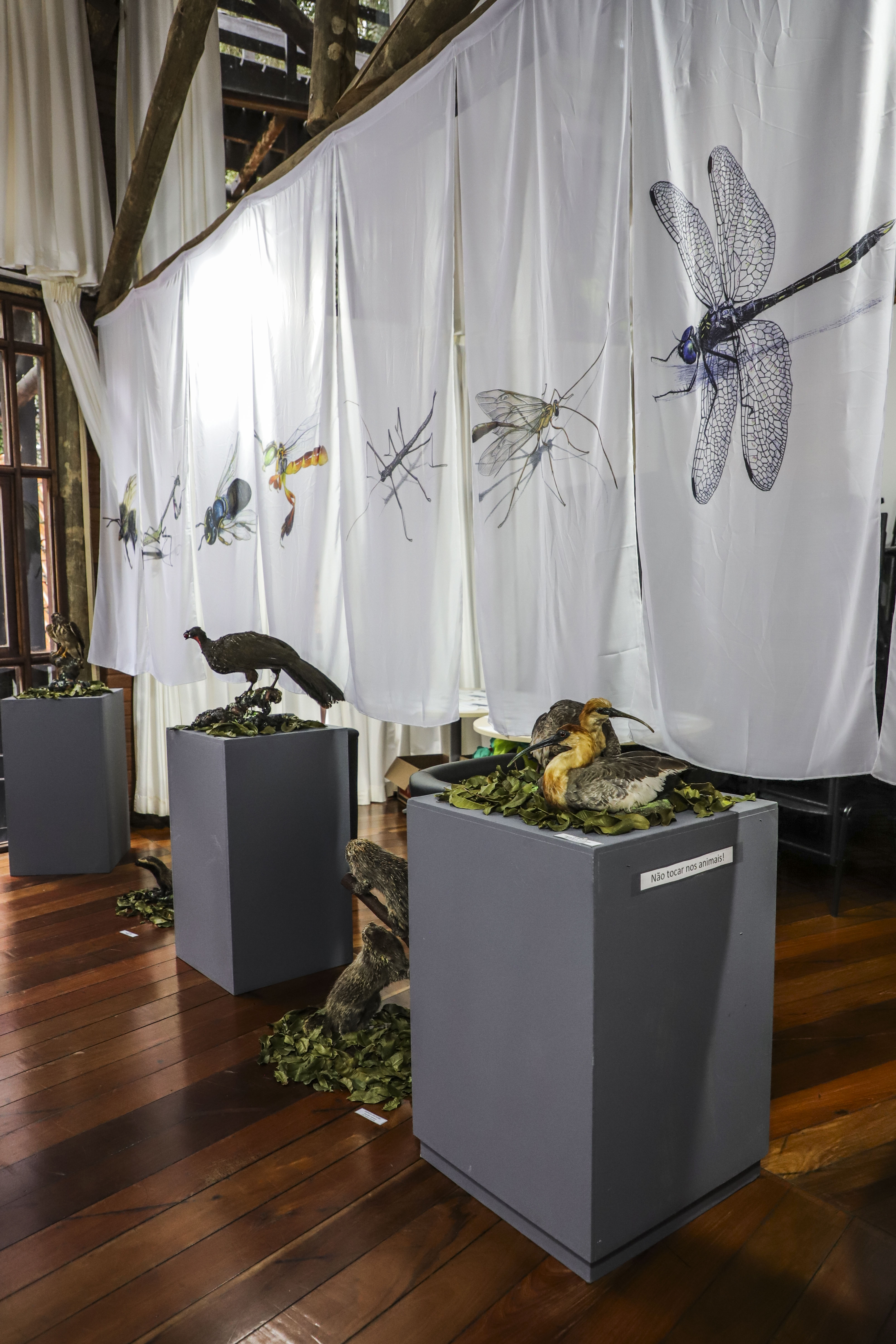 Exposição Fauna Curitibana é opção para conhecer mais sobre os animais ...