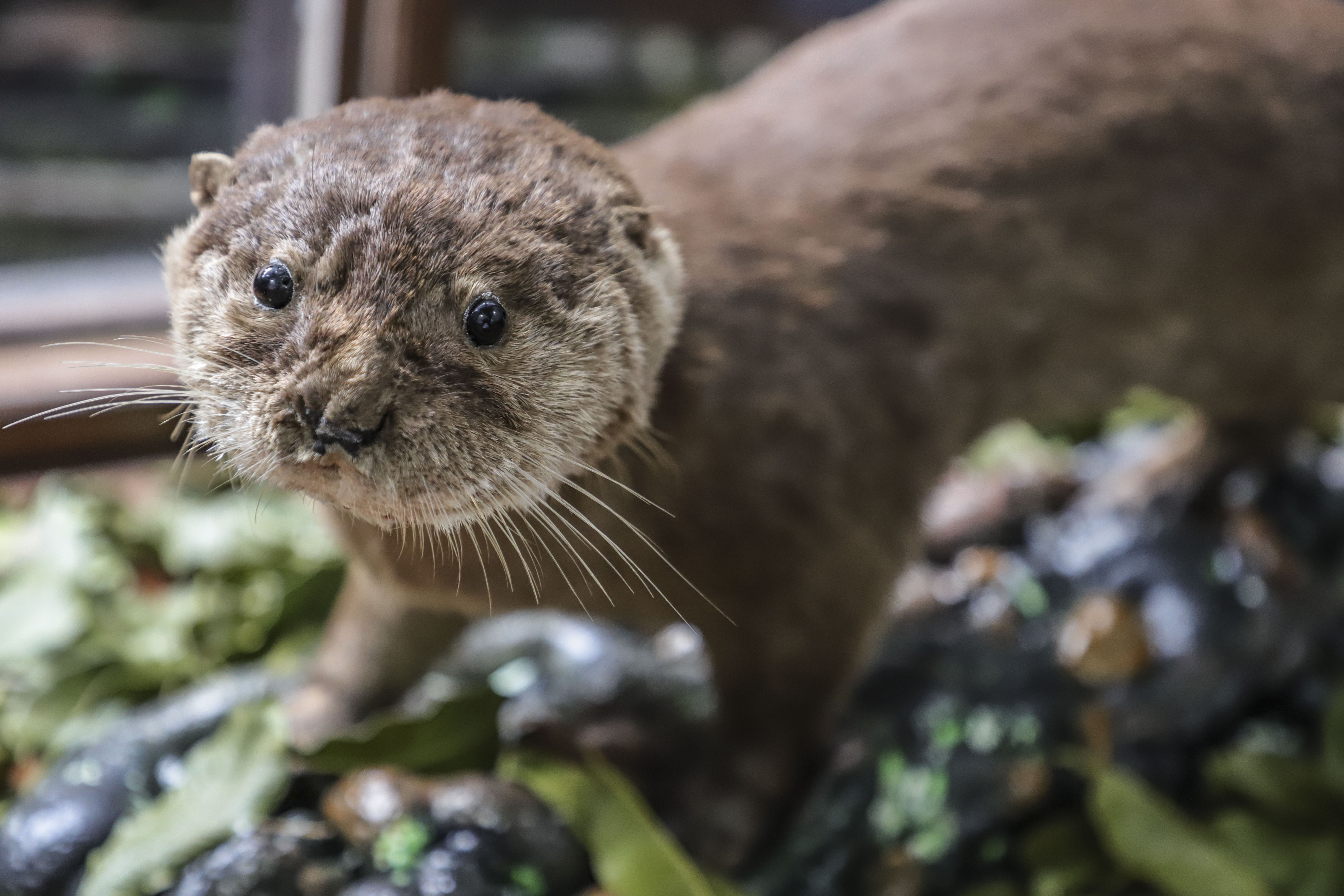 Exposição Fauna Curitibana é opção para conhecer mais sobre os animais ...