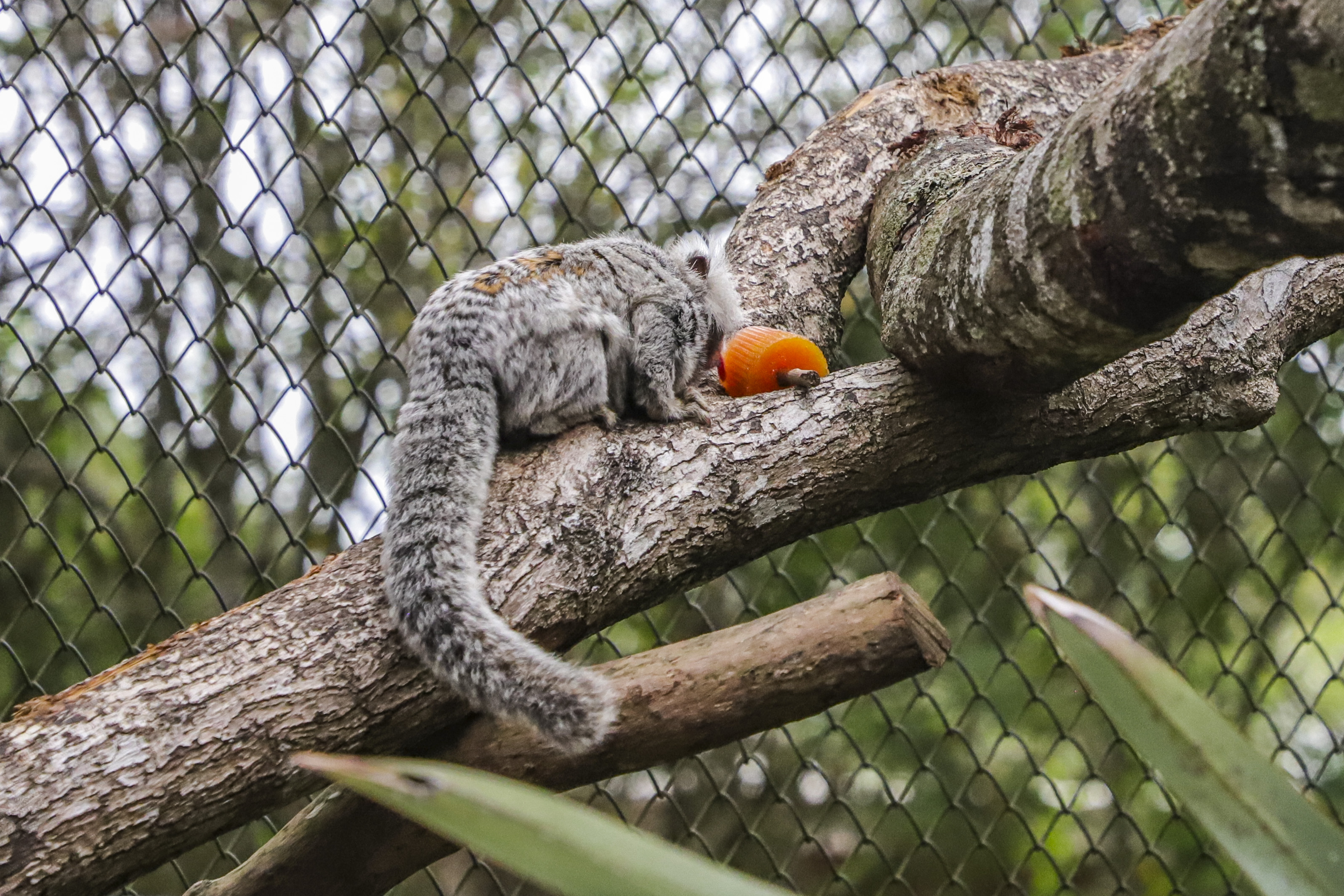 Animais do Zoológico de Curitiba ganham picolés para enfrentar onda de ...