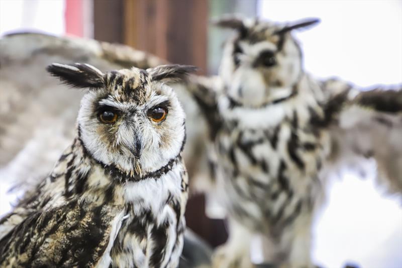 Exposição Fauna Curitibana é opção para conhecer mais sobre os animais ...