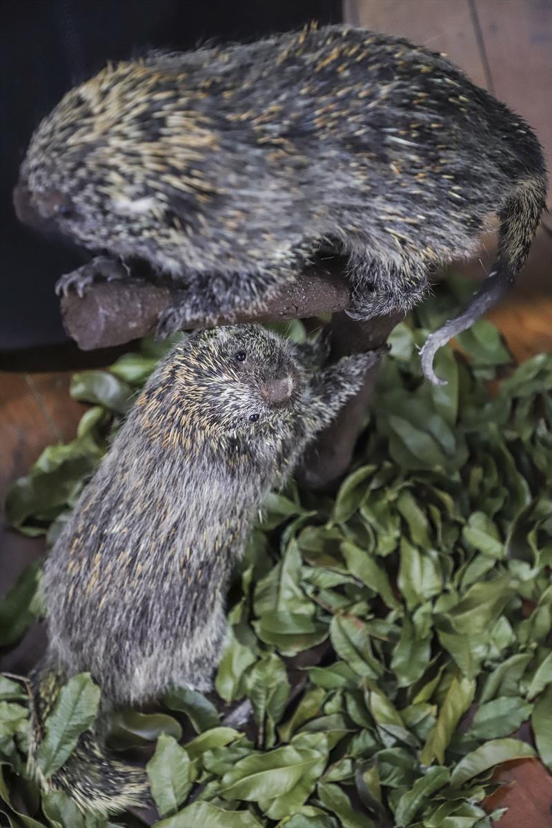Exposição Fauna Curitibana é opção para conhecer mais sobre os animais ...