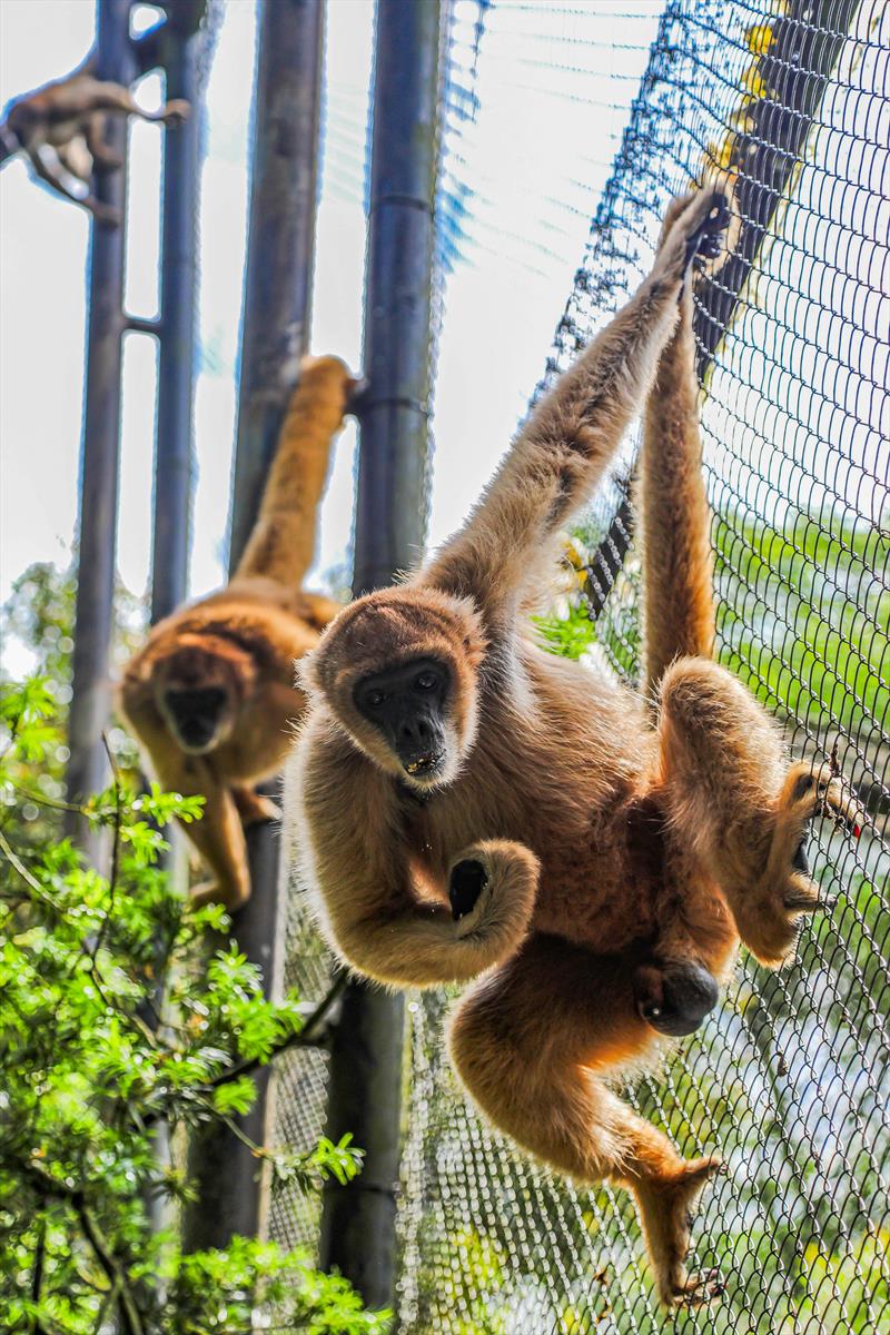 Unidade de Conservação, Zoológico de Curitiba celebra o nascimento de ...