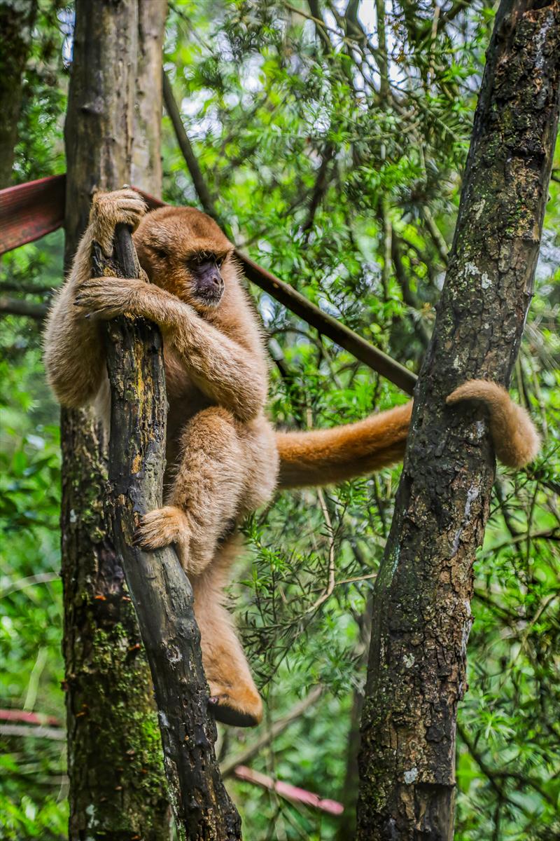 Unidade de Conservação, Zoológico de Curitiba celebra o nascimento de ...
