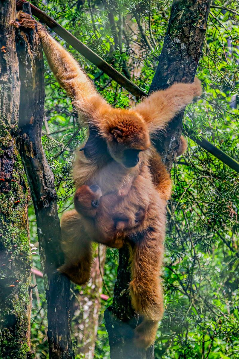Unidade de Conservação, Zoológico de Curitiba celebra o nascimento de ...