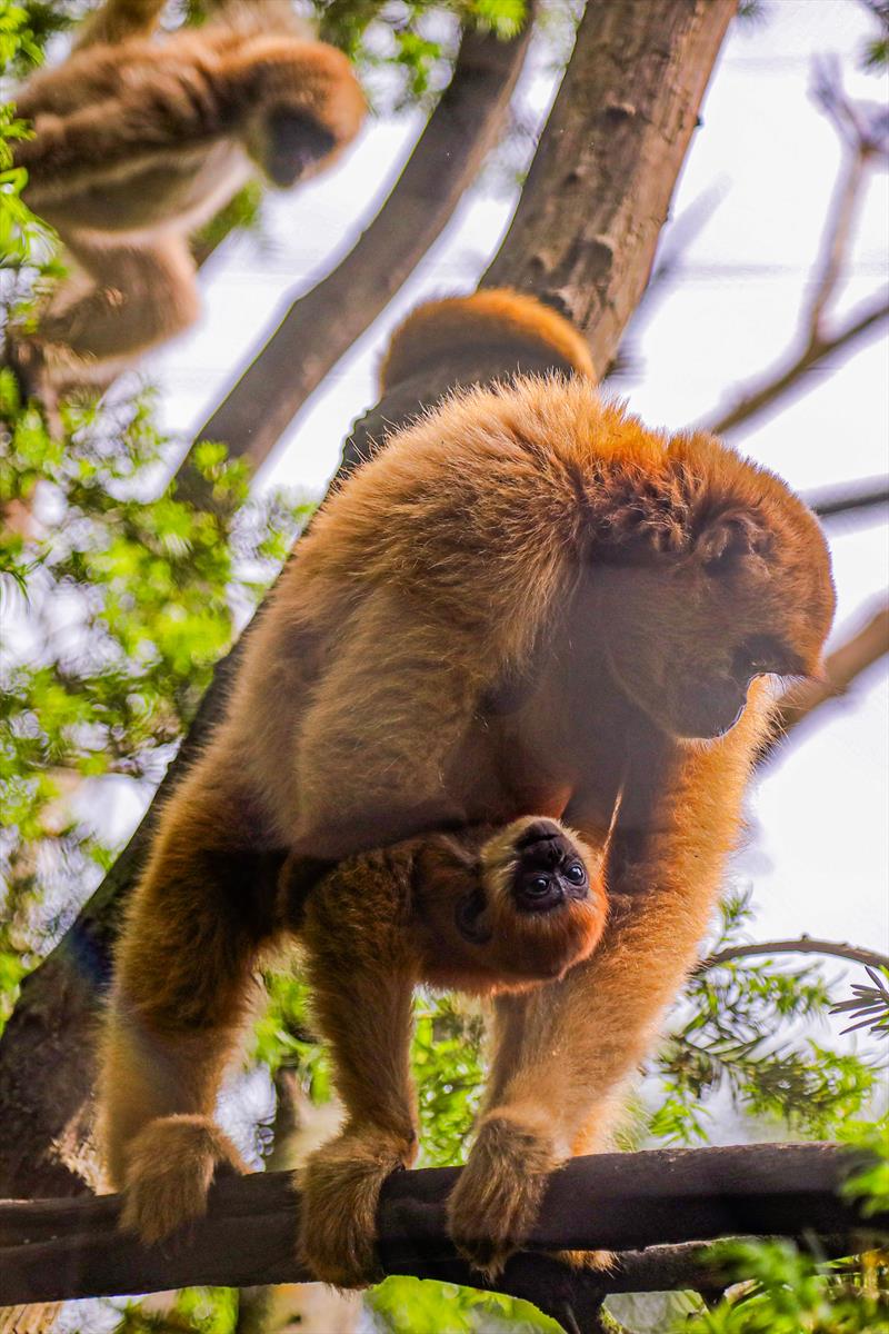 Unidade de Conservação, Zoológico de Curitiba celebra o nascimento de ...