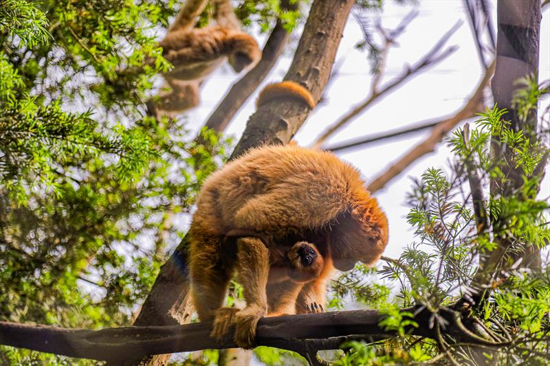 Unidade de Conservação, Zoológico de Curitiba celebra o nascimento de ...