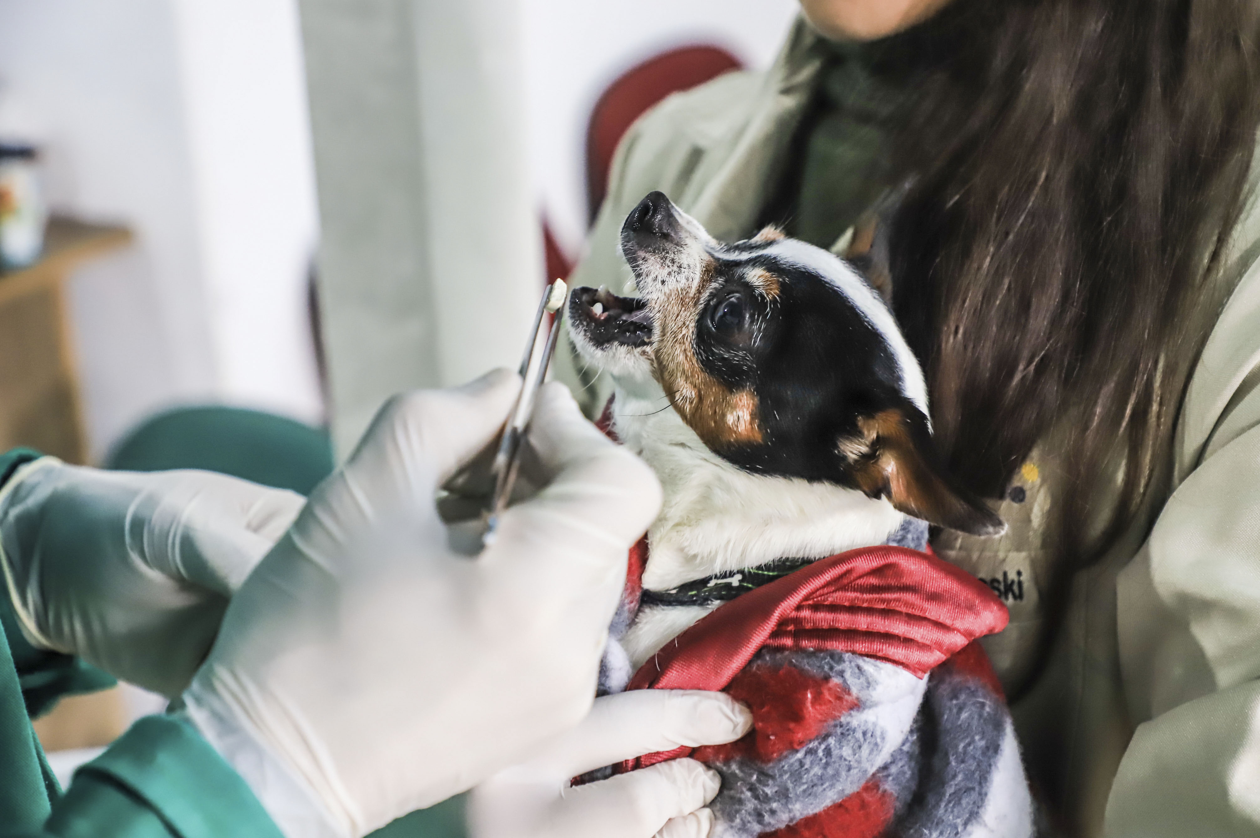 Rede de Proteção Animal de Curitiba vai oferecer gratuitamente serviços ...