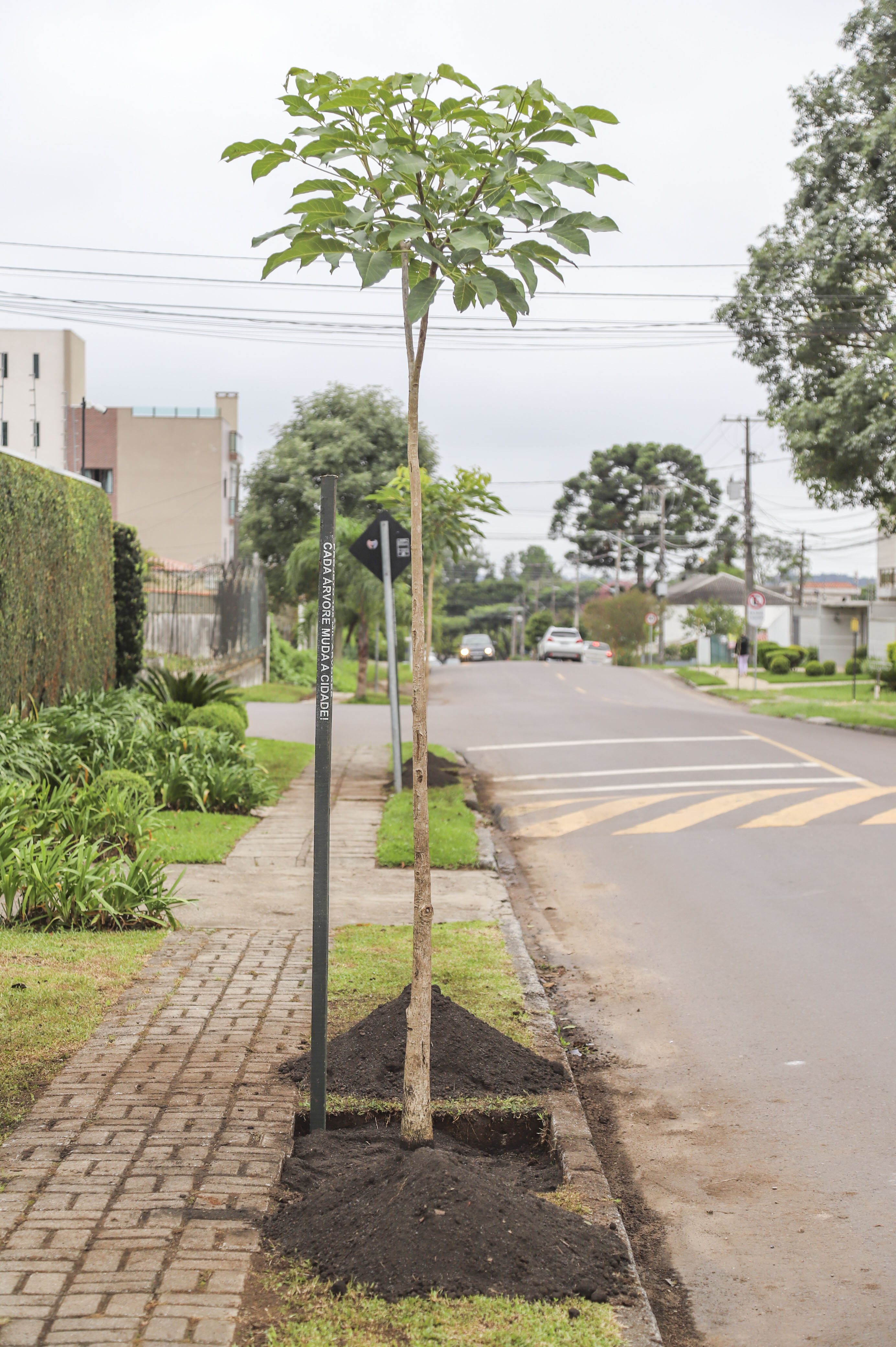 Greca acompanha o plantio de árvores no entorno da Victor Ferreira do ...