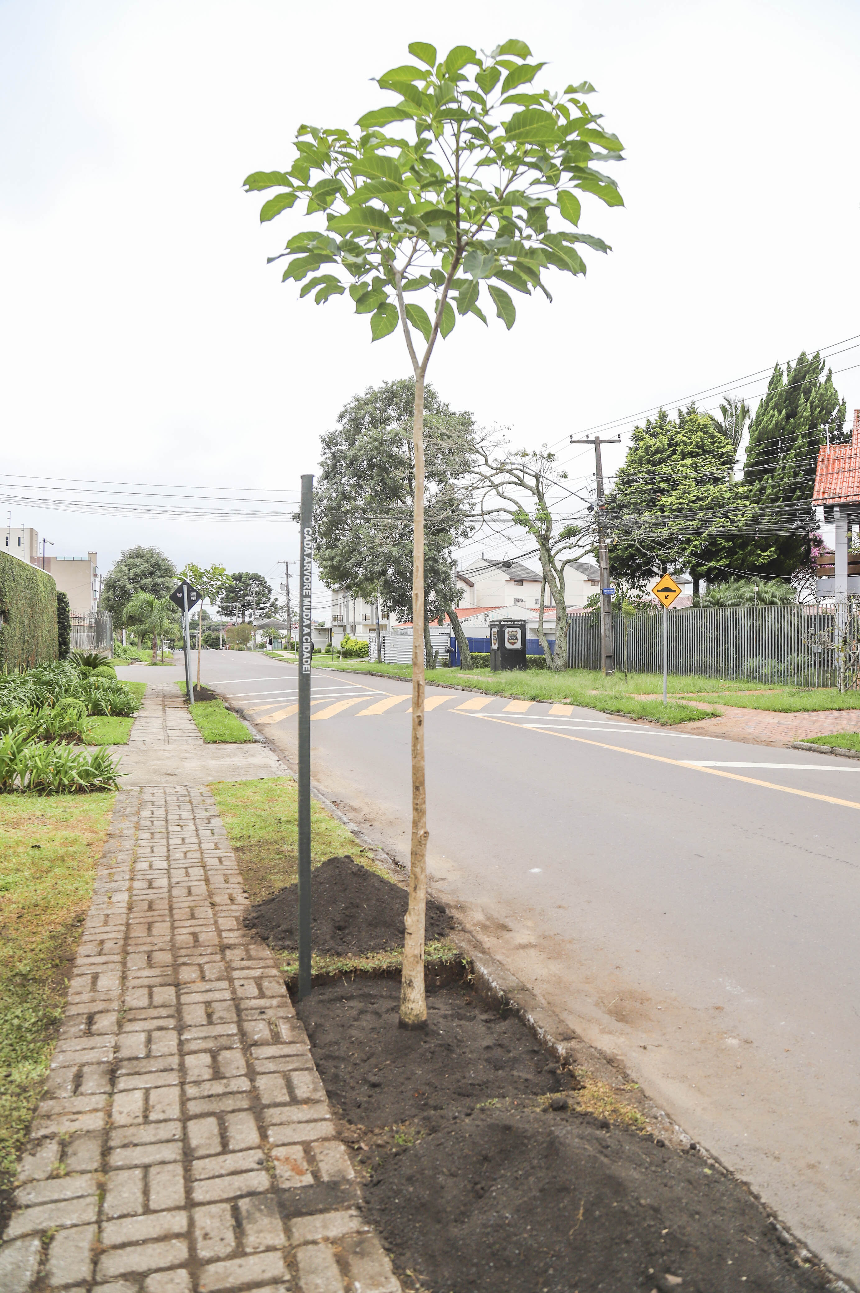 Greca acompanha o plantio de árvores no entorno da Victor Ferreira do ...