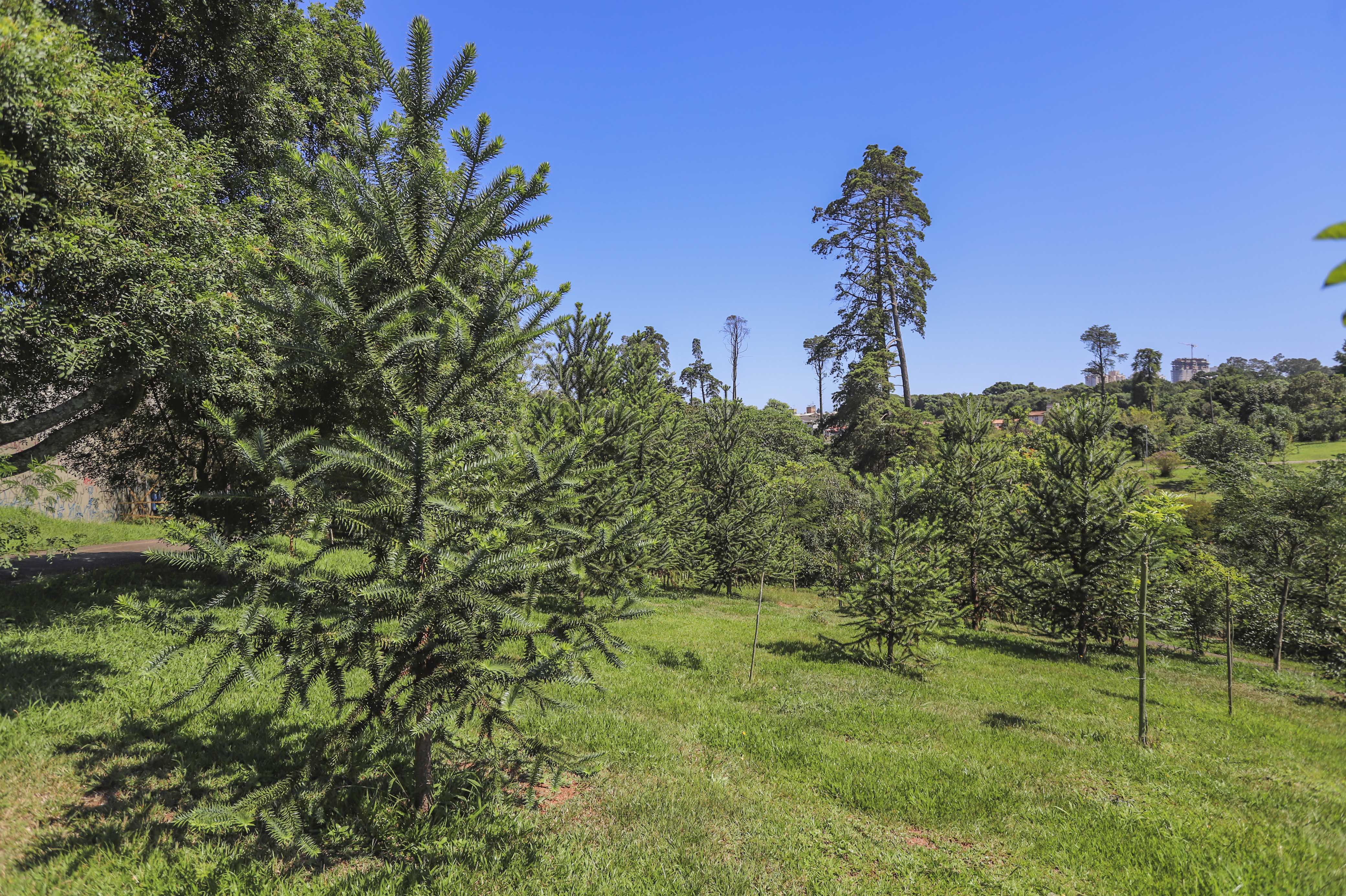 Rumo a 500 mil árvores: veja como estão as primeiras mudas plantadas ...