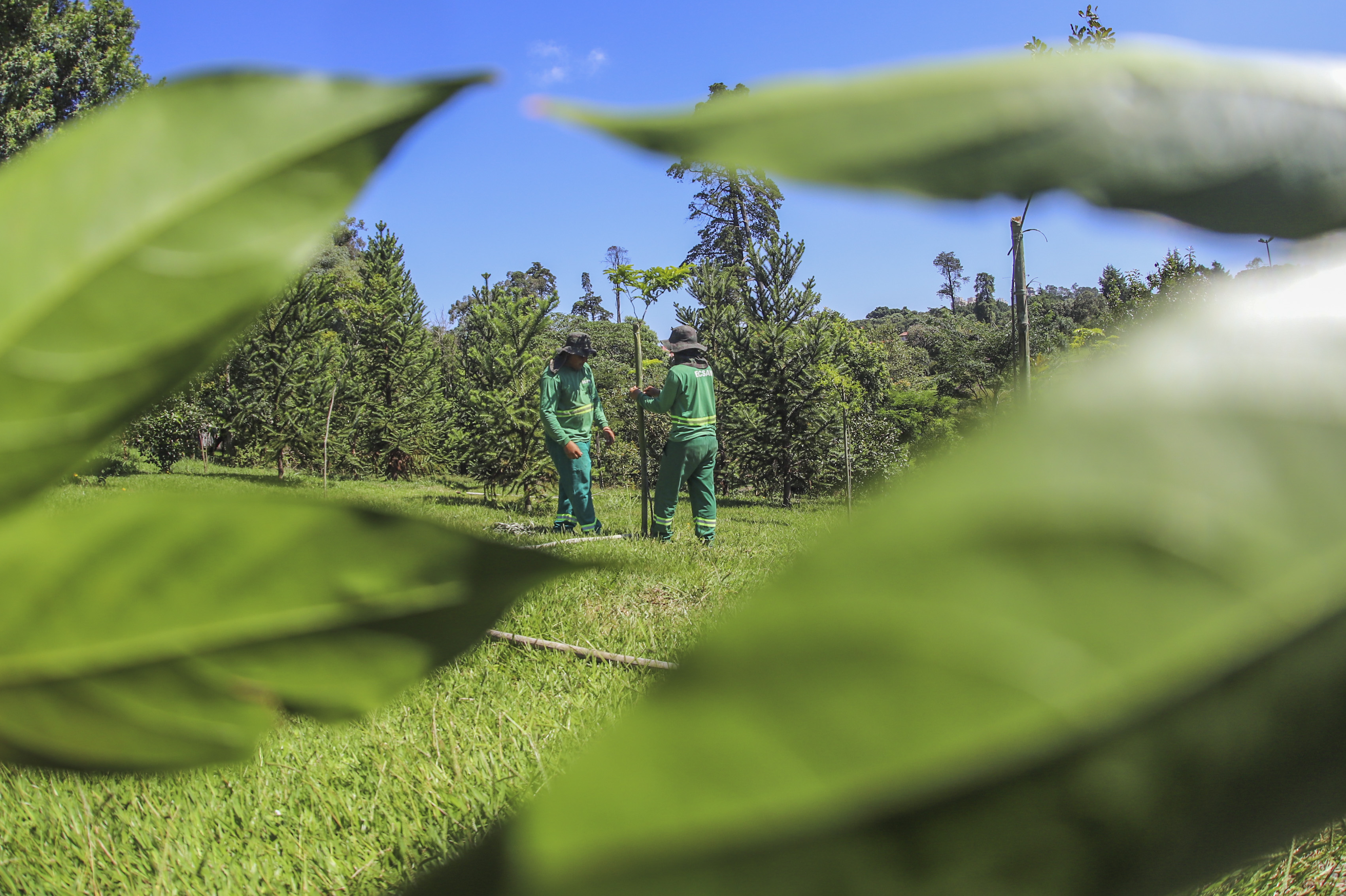 Rumo a 500 mil árvores: veja como estão as primeiras mudas plantadas ...