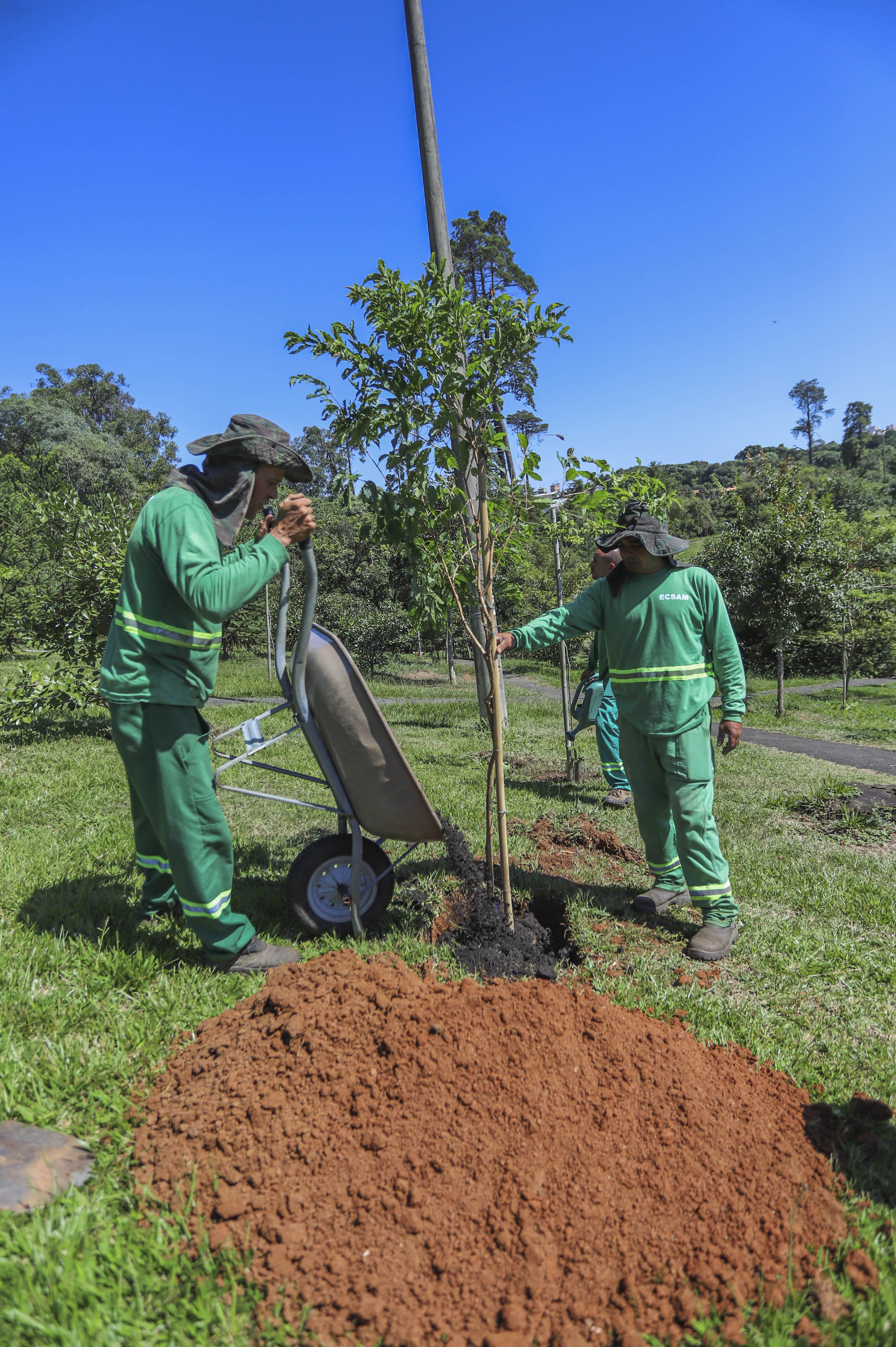 Rumo a 500 mil árvores: veja como estão as primeiras mudas plantadas ...