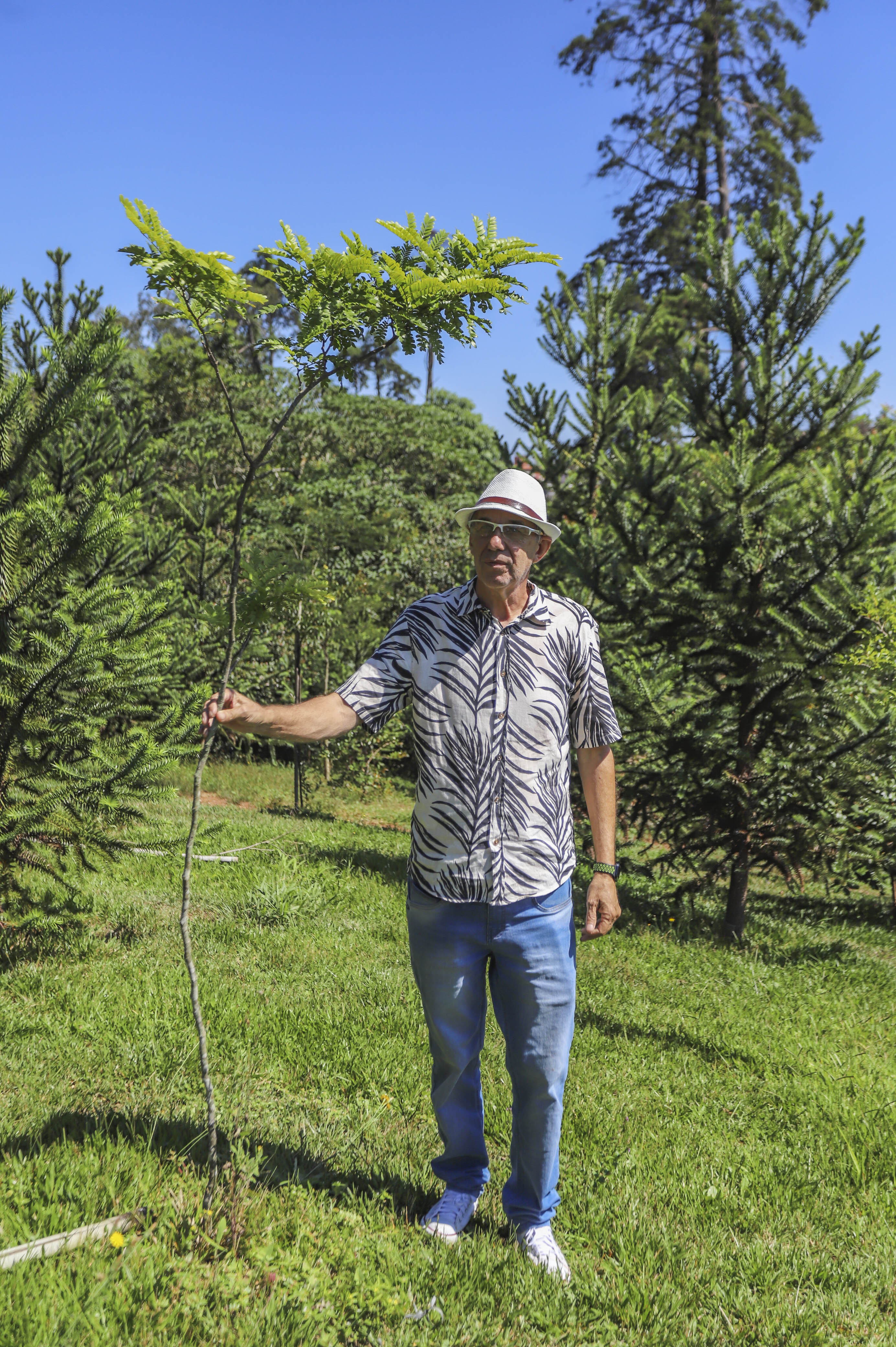 Rumo a 500 mil árvores: veja como estão as primeiras mudas plantadas ...