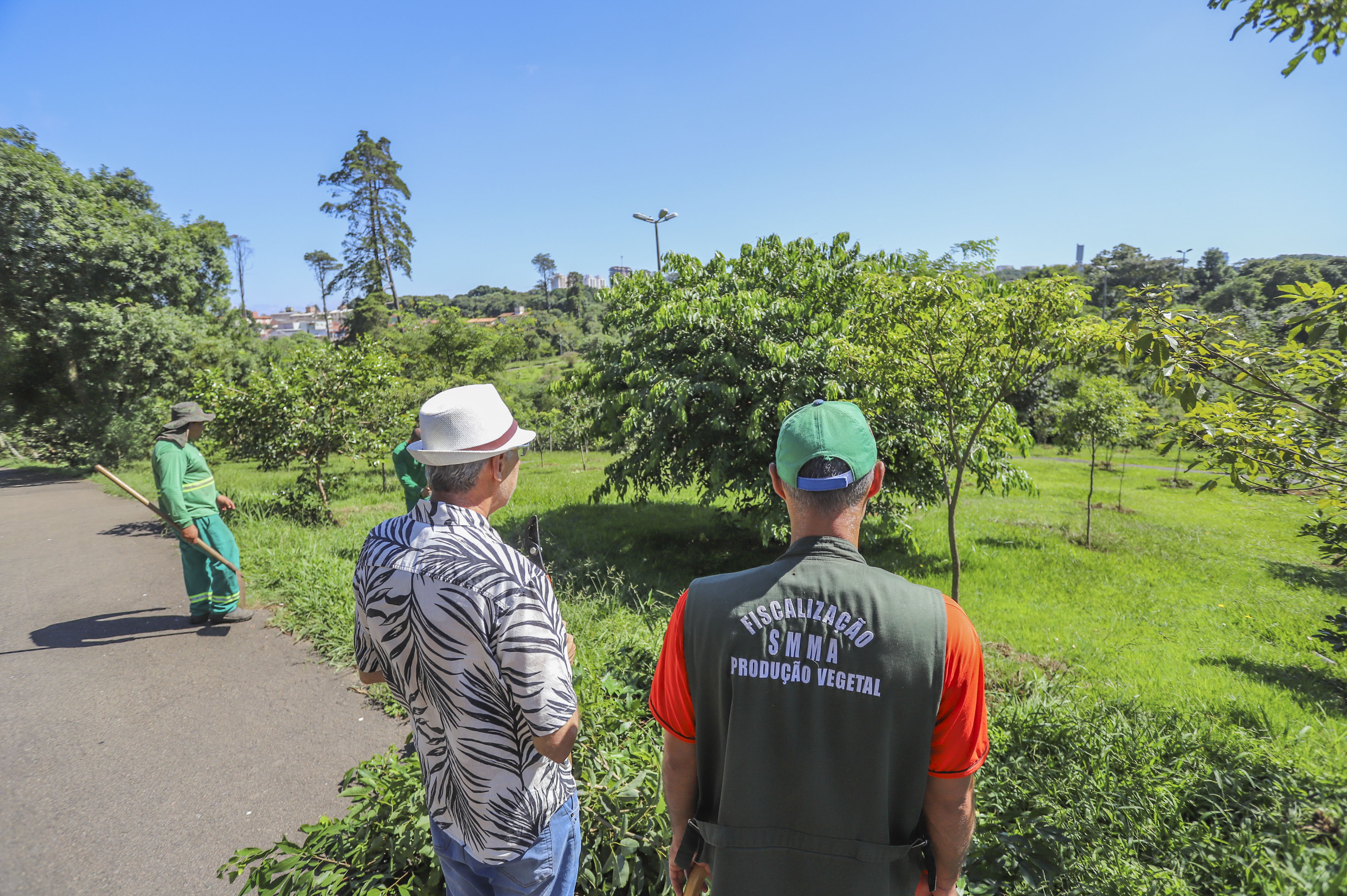 Rumo a 500 mil árvores: veja como estão as primeiras mudas plantadas ...