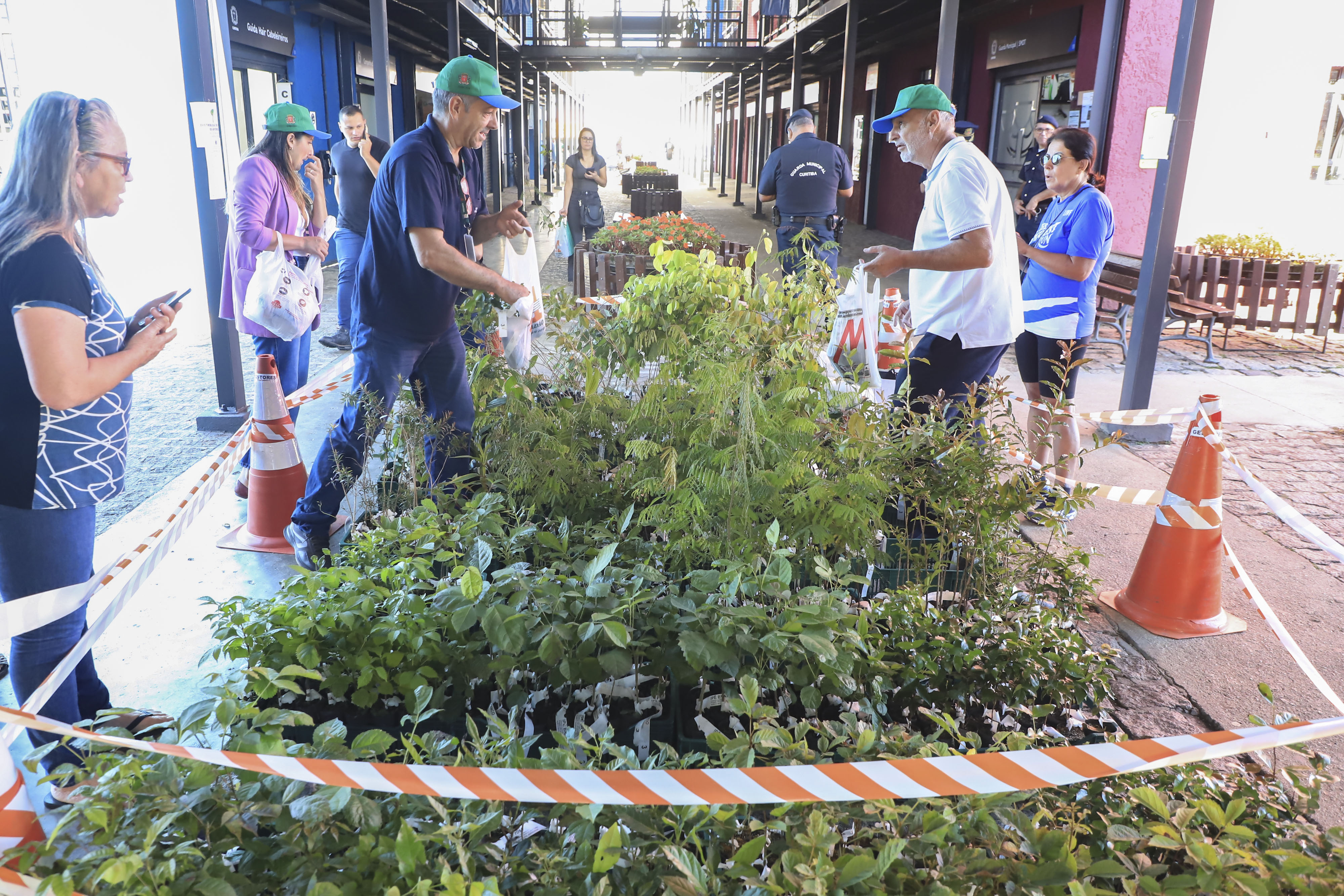 Prefeitura distribui 10 mil mudas gratuitas de árvores para comemorar ...