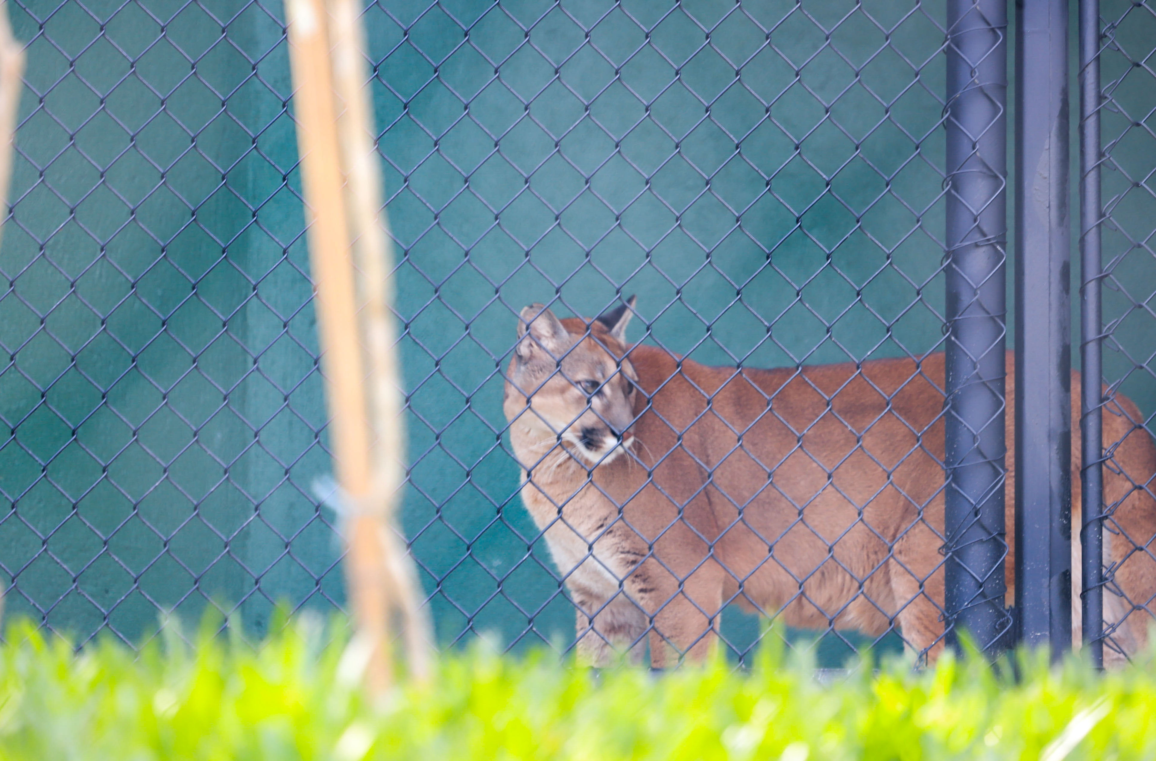 Zoológico de Curitiba completa 42 anos de história com novos recintos e ...