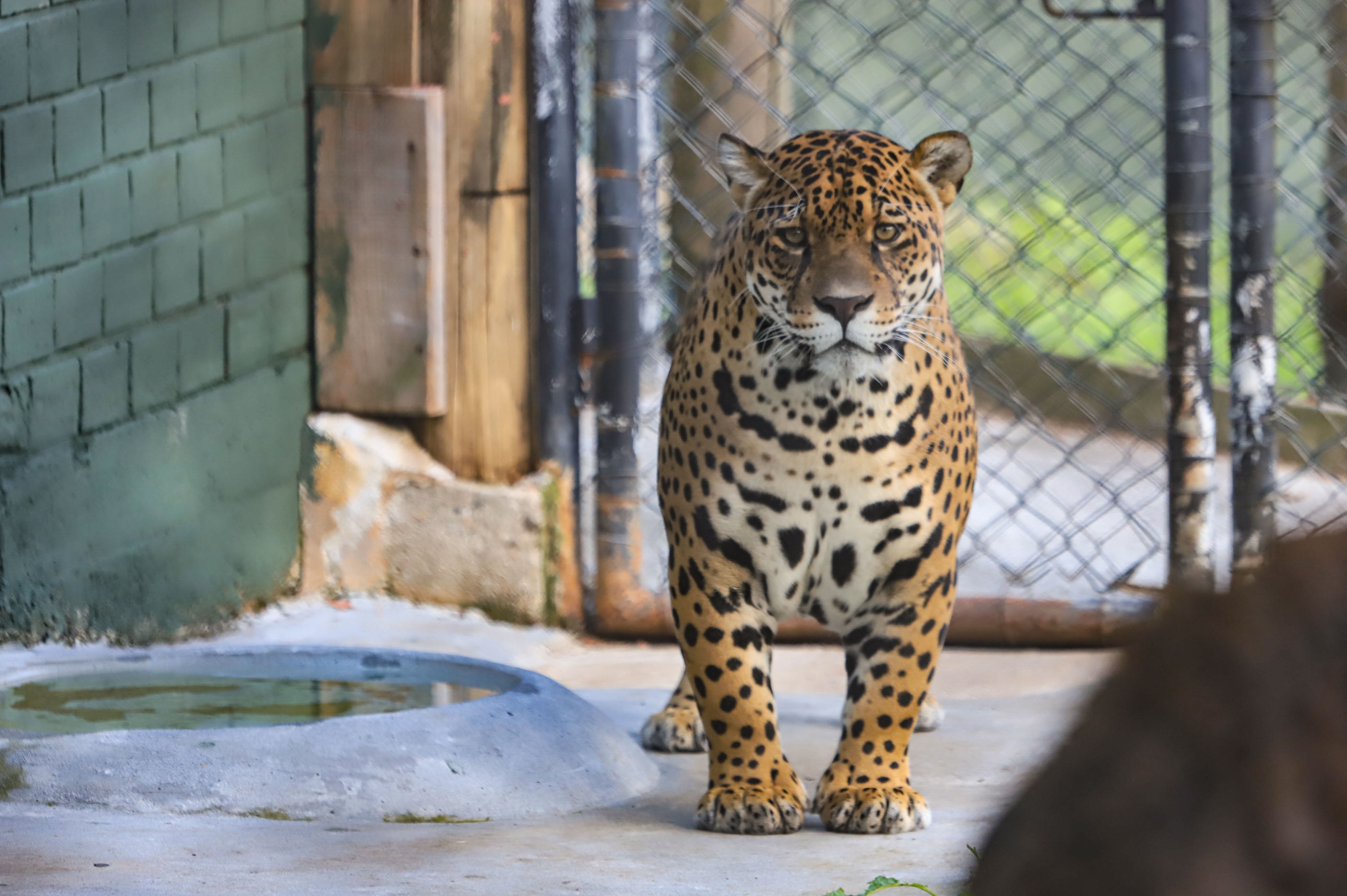 Zoológico de Curitiba completa 42 anos de história com novos recintos e ...