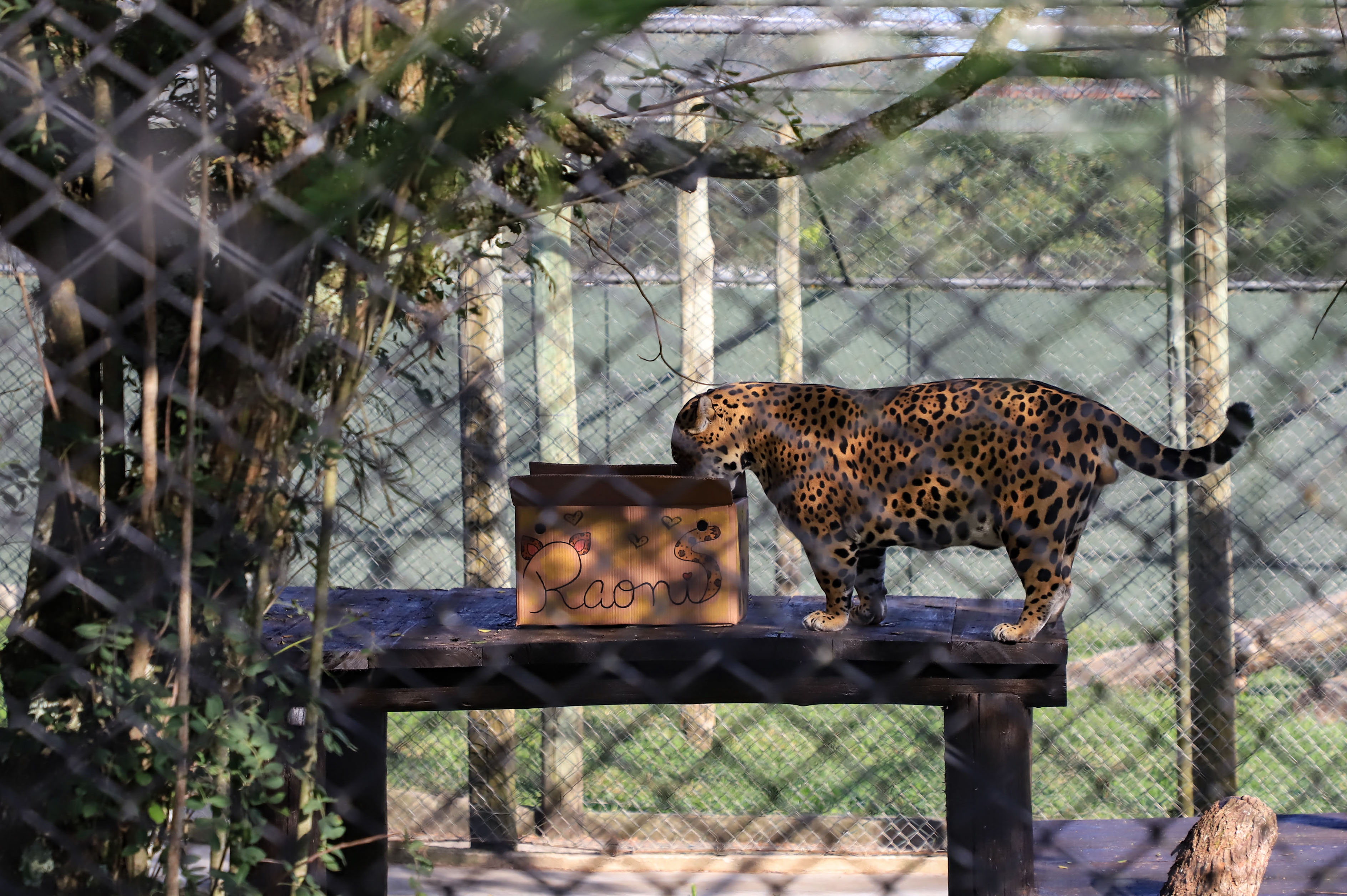 Zoológico de Curitiba completa 42 anos de história com novos recintos e ...