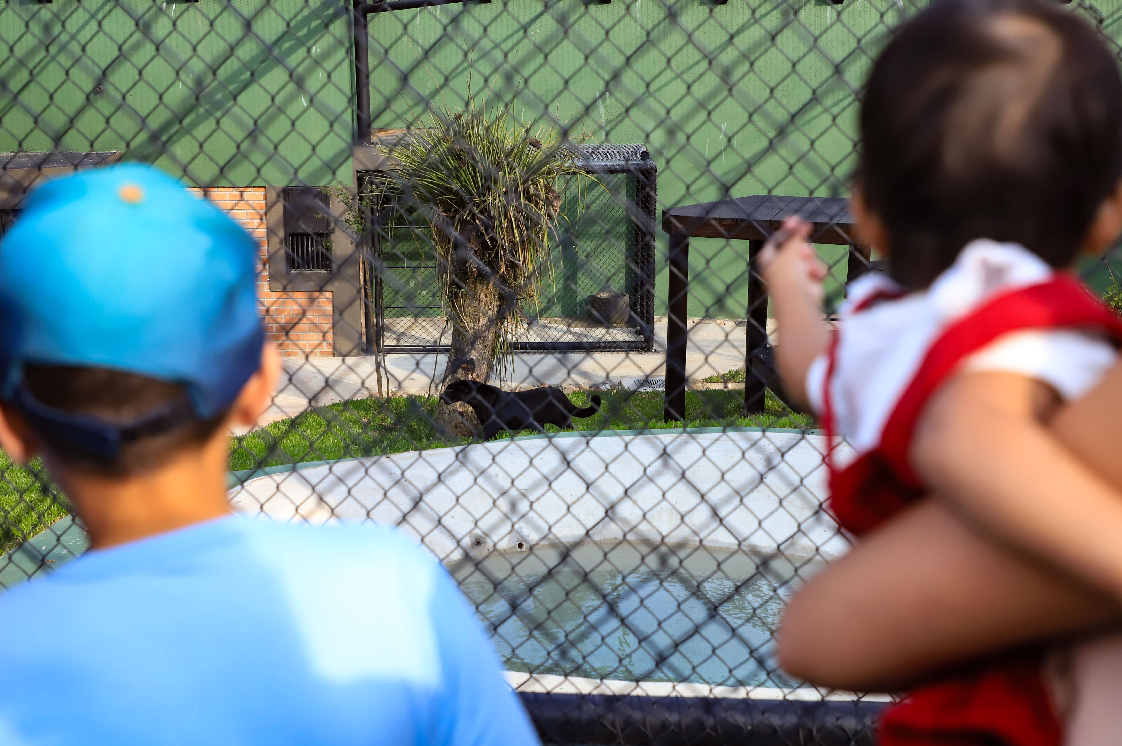 Zoológico de Curitiba completa 42 anos de história com novos recintos e ...