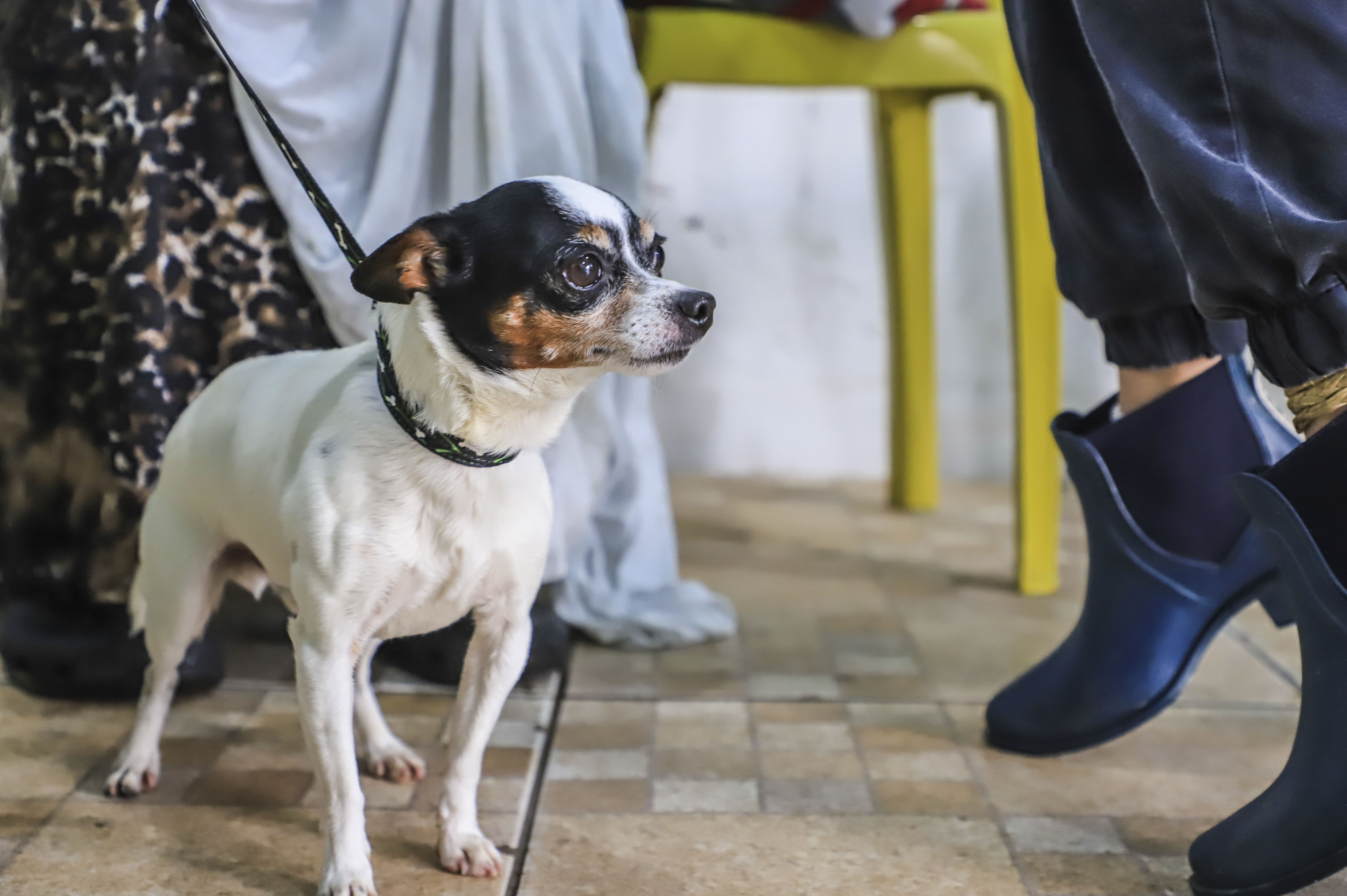 Rede de Proteção Animal de Curitiba abre agendamentos para castração de ...