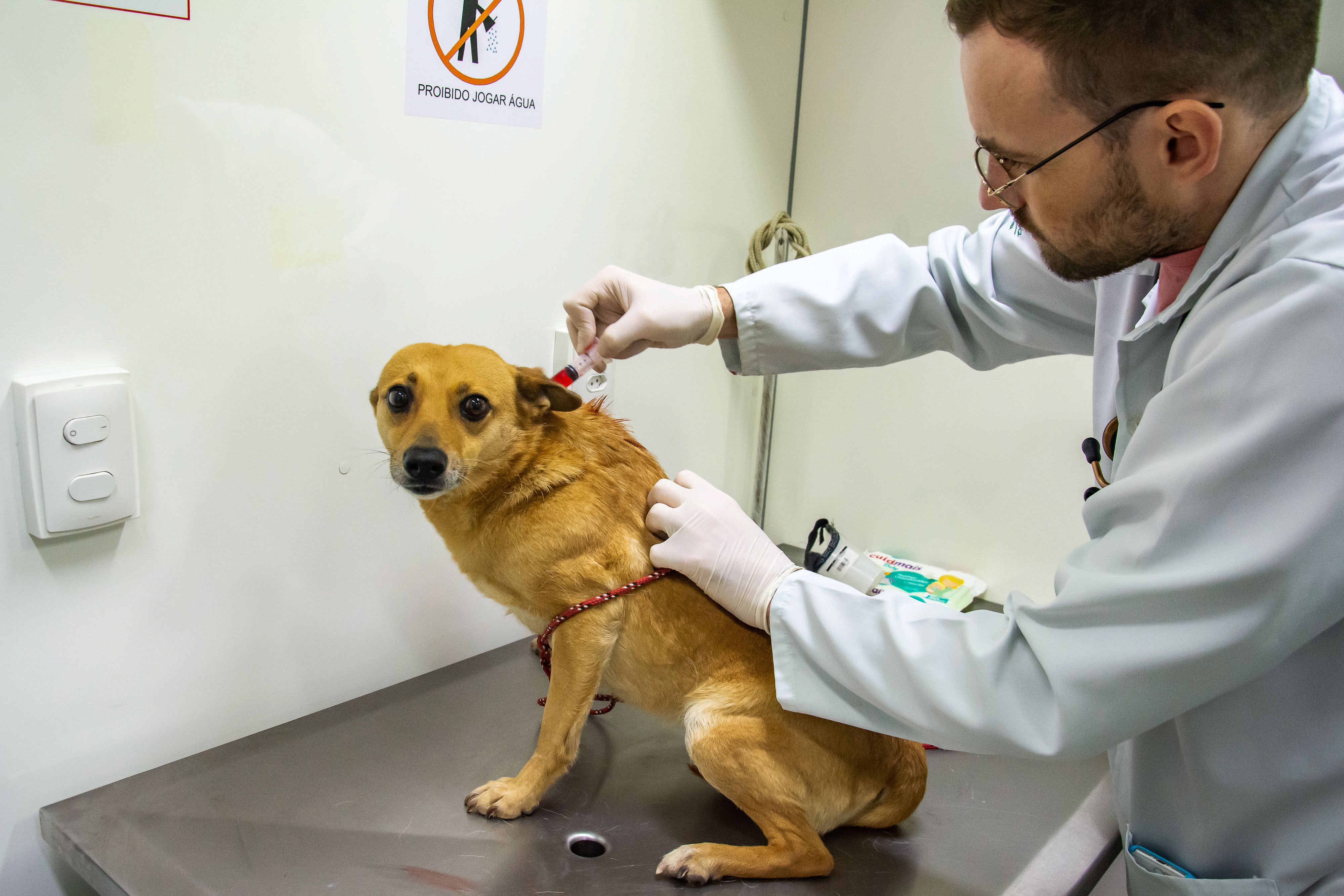 Rede de Proteção Animal de Curitiba abre agendamentos para castração de ...